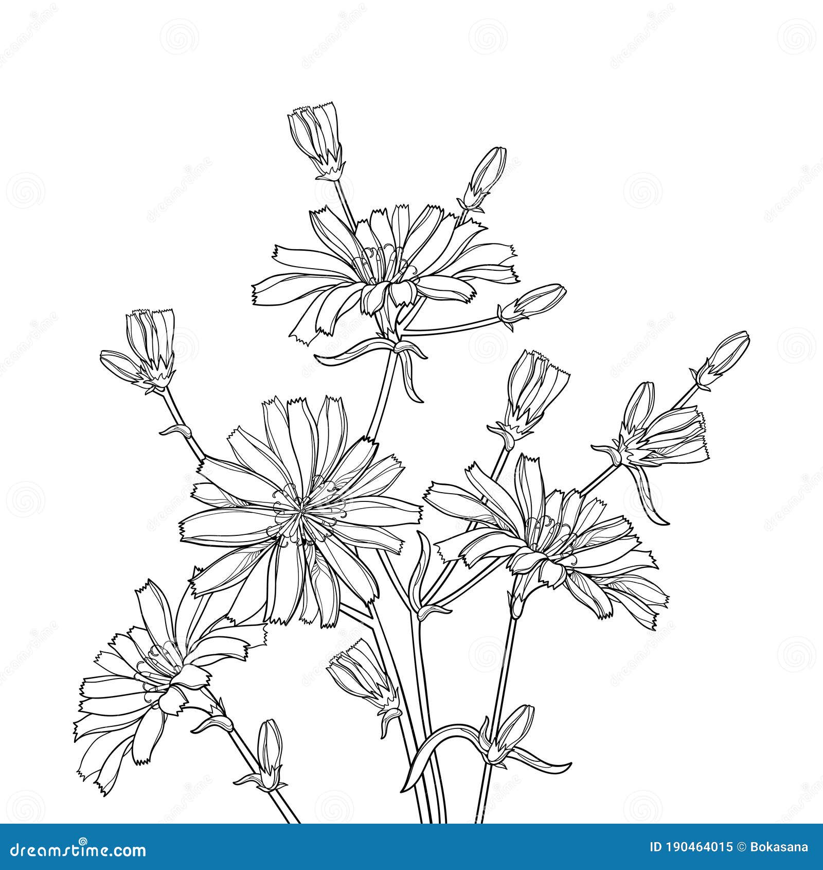 Vector Bouquet of Outline Chicory or Cichorium Flower, Bud and Ornate ...