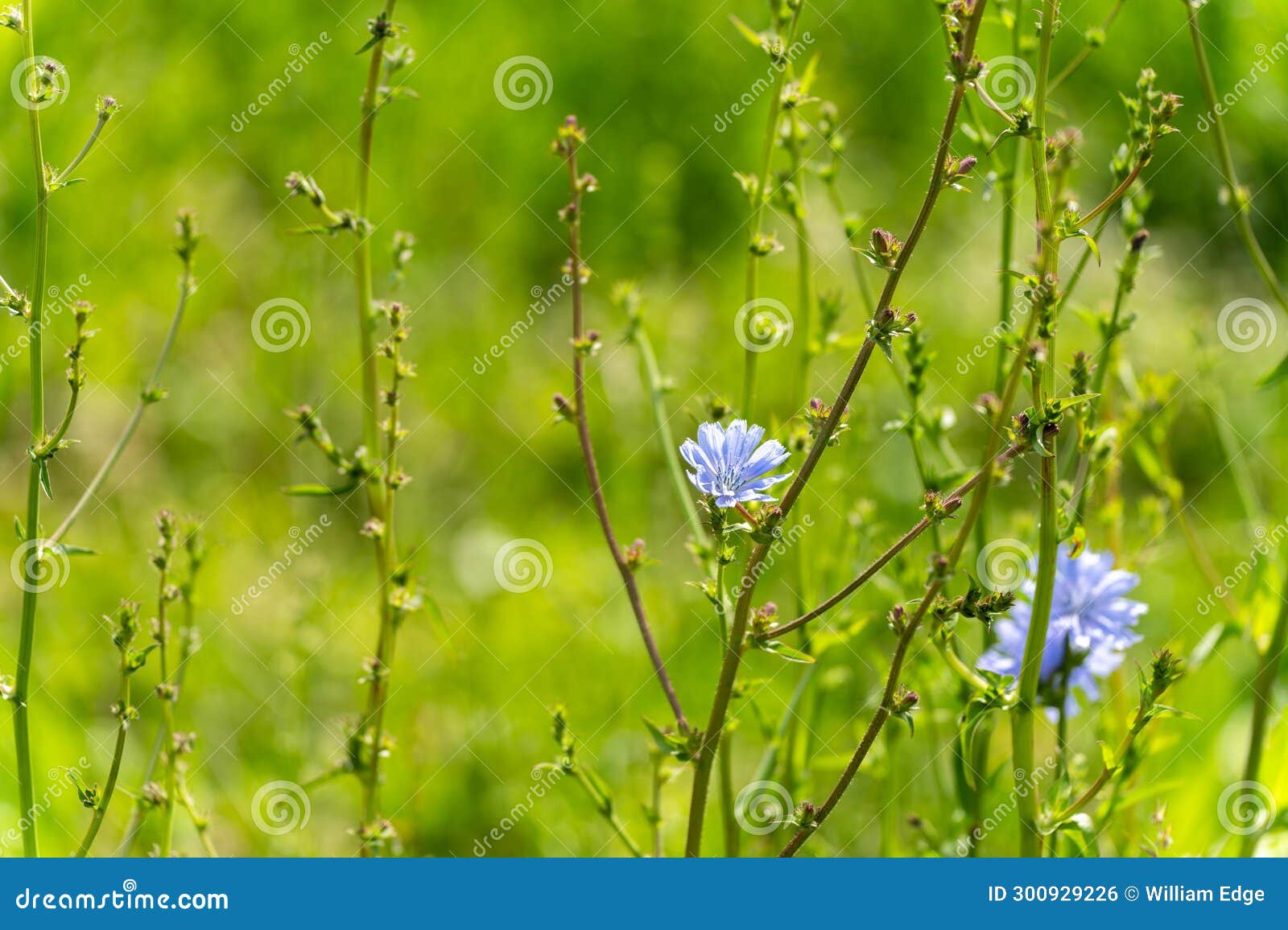 Chicory Plants in a Field on a Farm in a Field in Australia Stock Photo ...