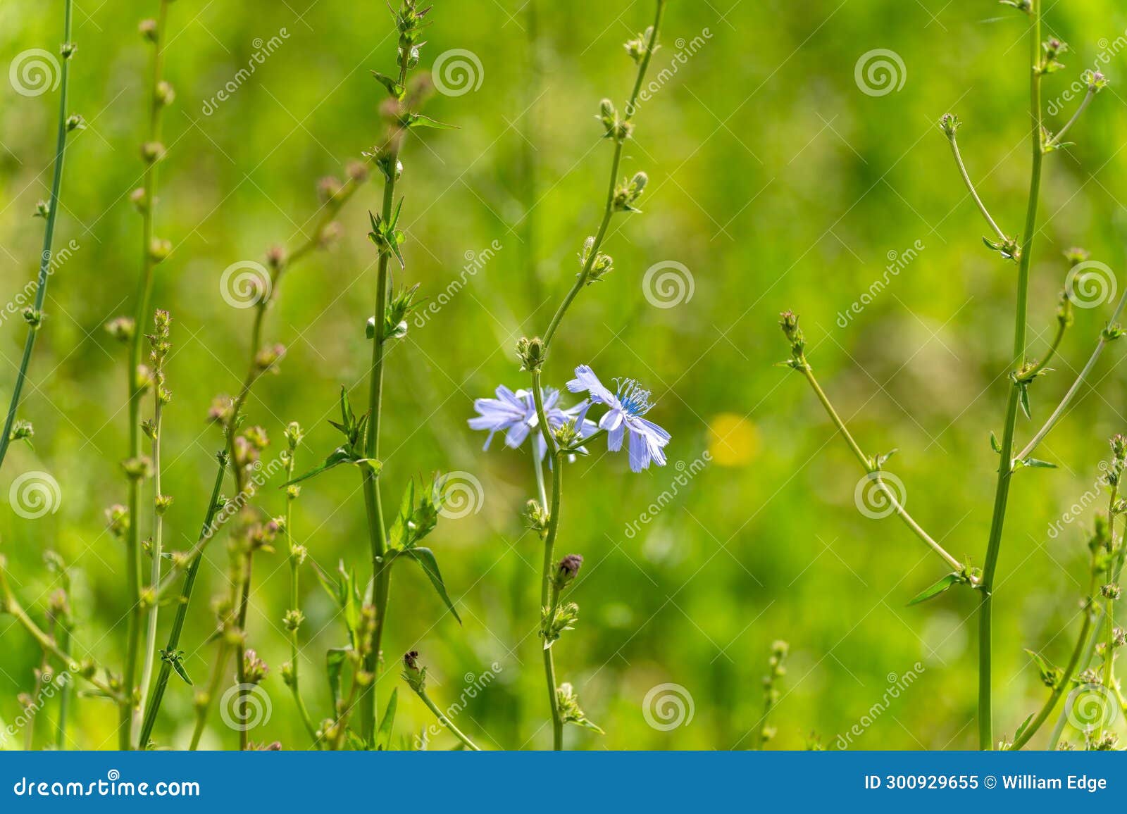 Chicory Plants in a Field on a Farm in a Field in Australia Stock Image ...