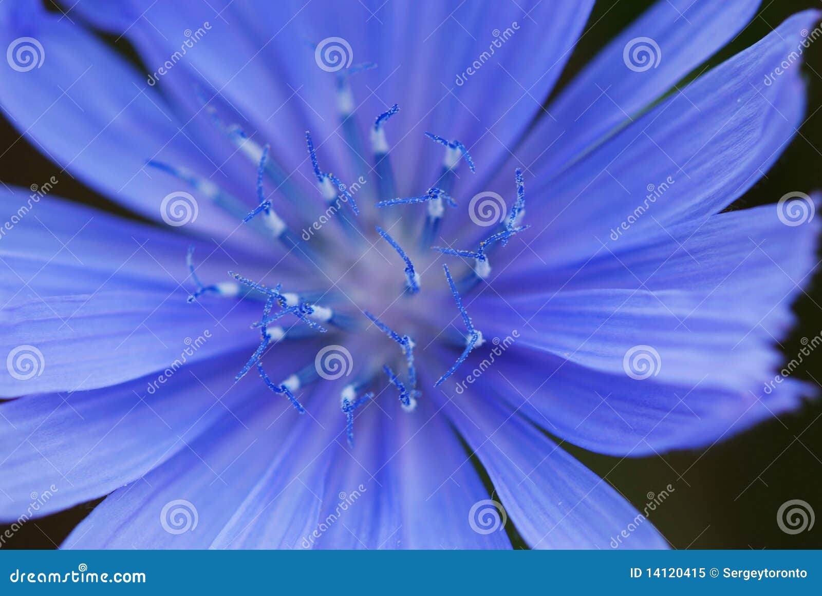 Chicory, succory stock image. Image of life, cichorium - 14120415