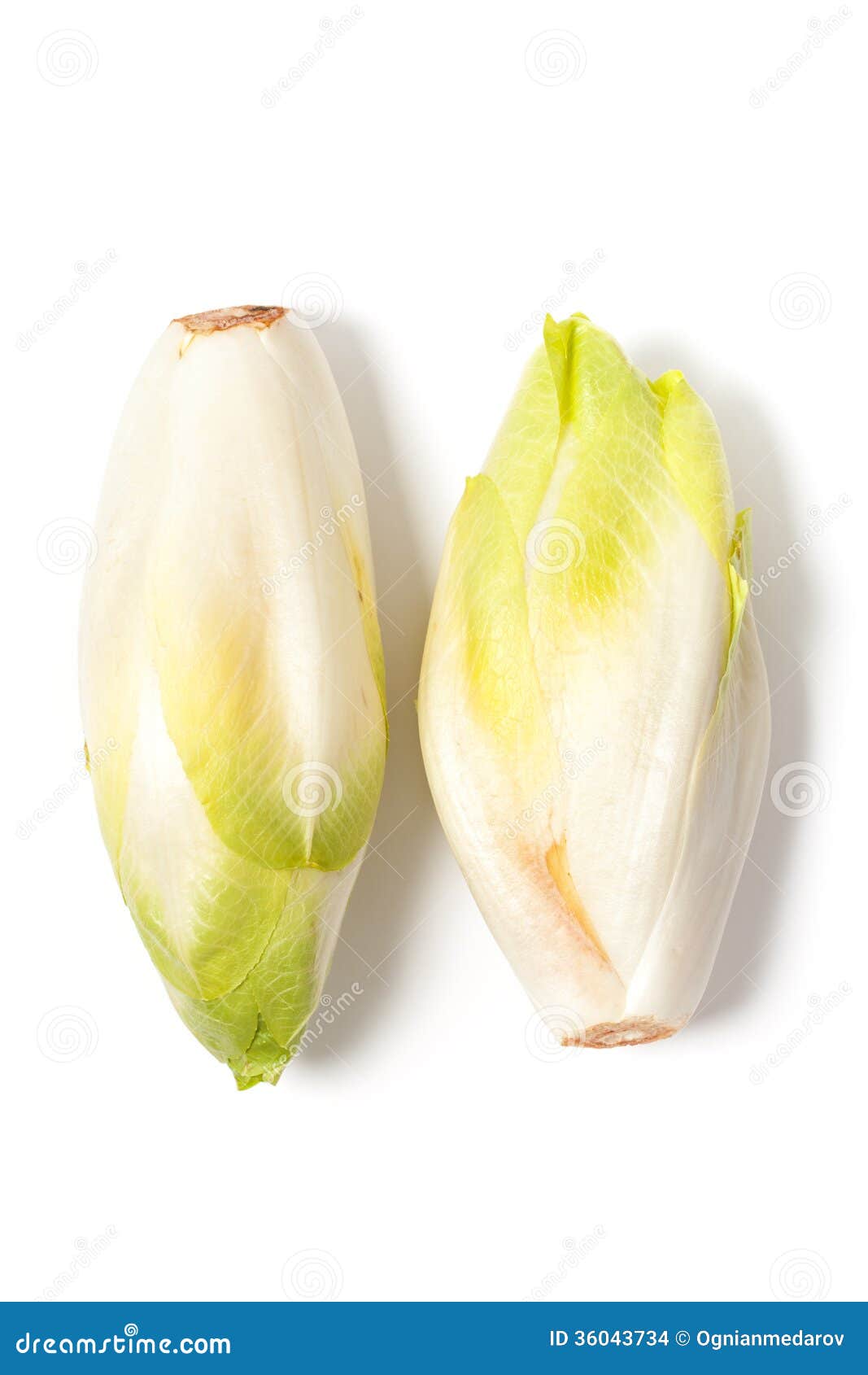 Chicory stock photo. Image of salad, meal, vegetable - 36043734