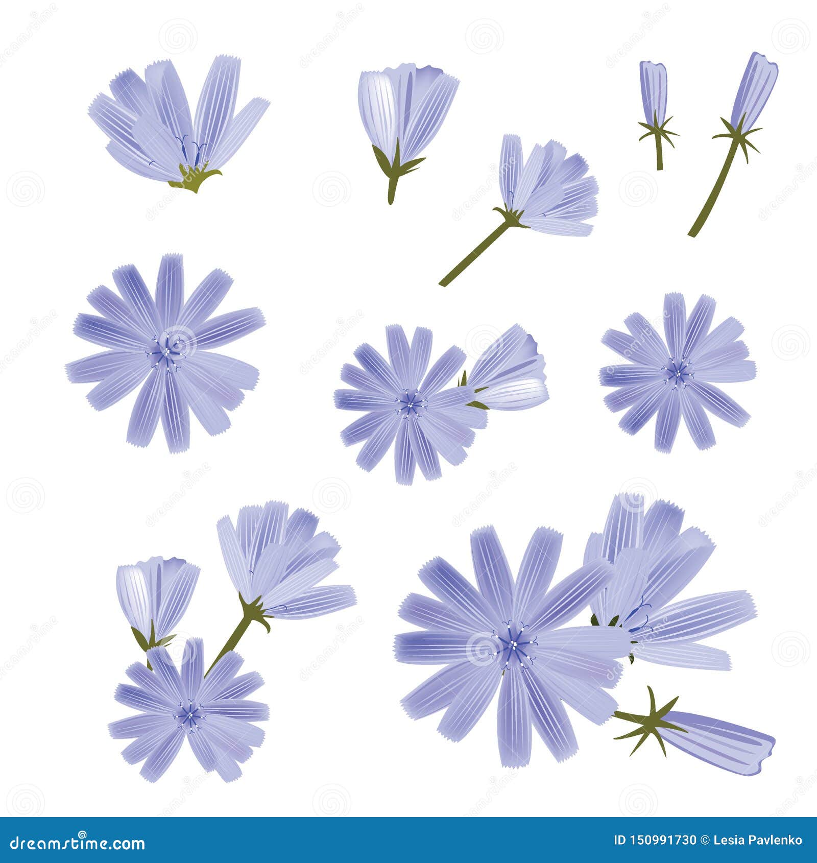 Chicory Vector, A Collection Of Various Flowers. Hand-drawn Vector ...