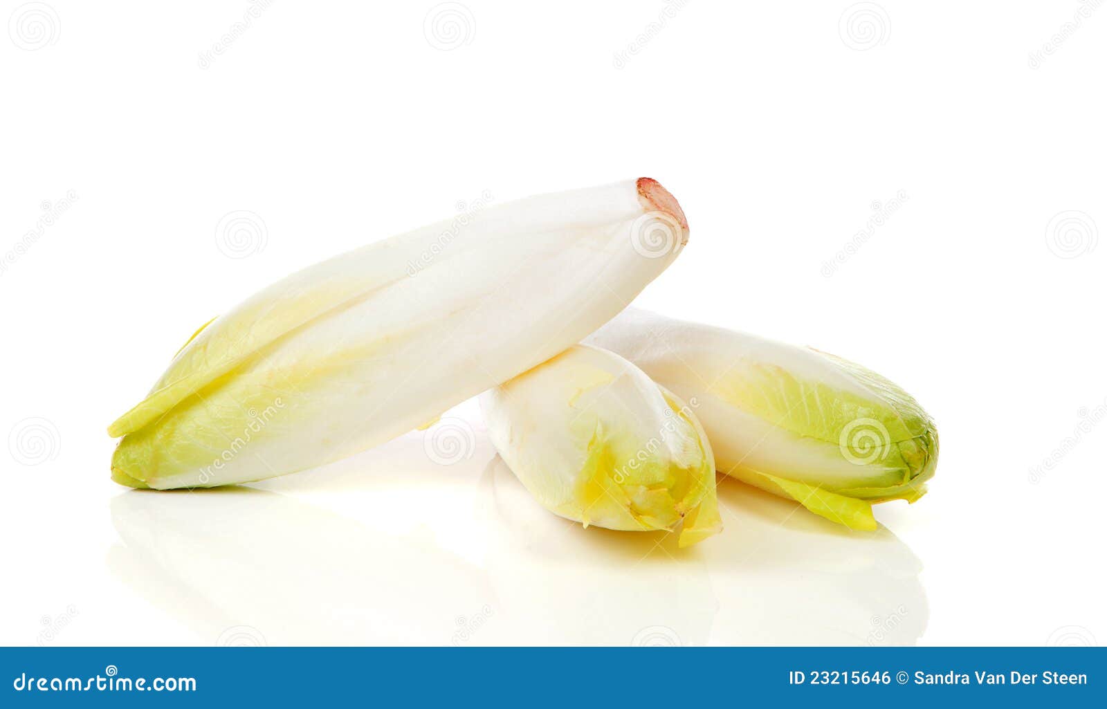 Chicory vegetable stock photo. Image of ingredients, greens - 23215646