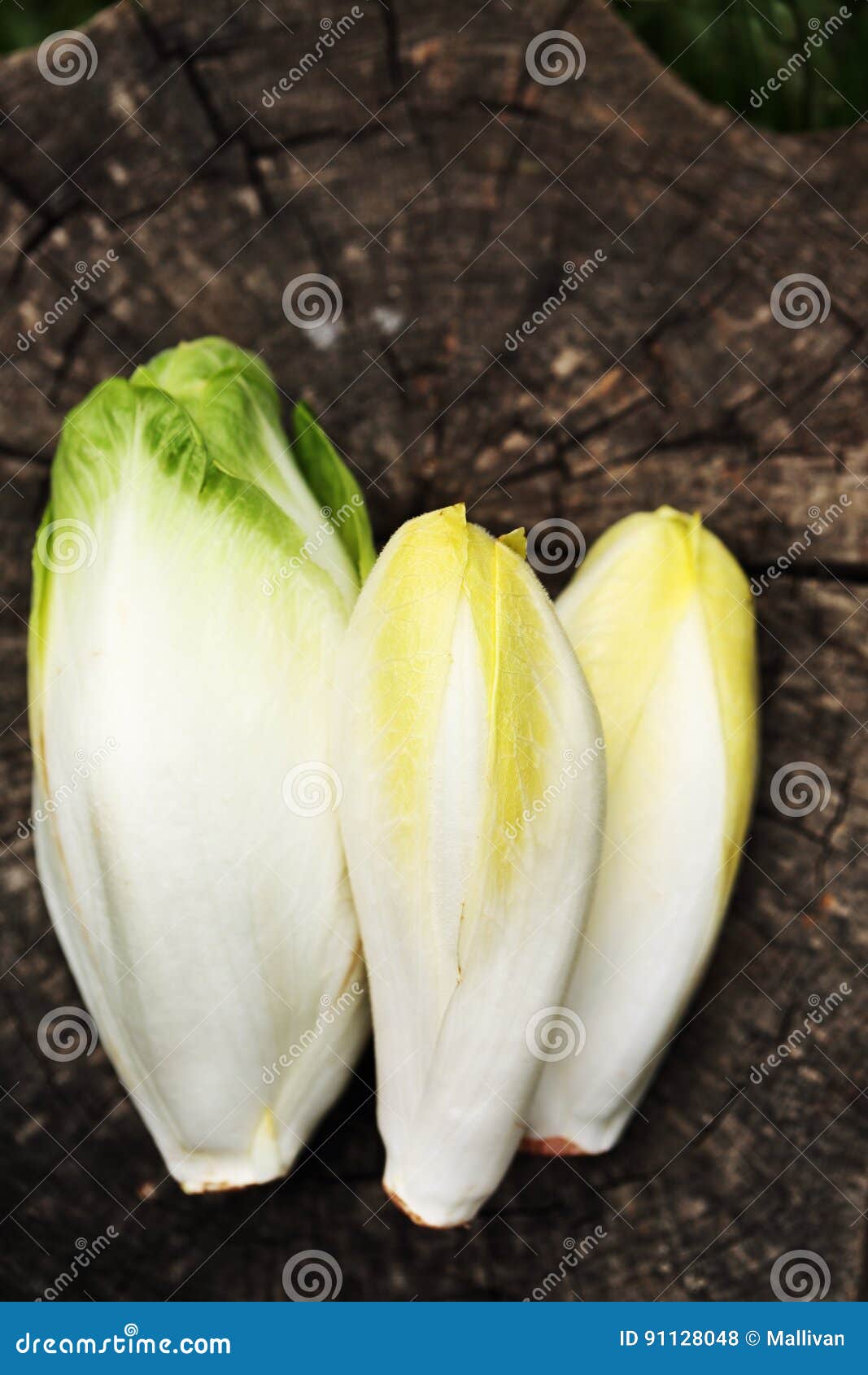 Chicory Vegetable, Top View Stock Photo - Image of leaf, green: 91128048