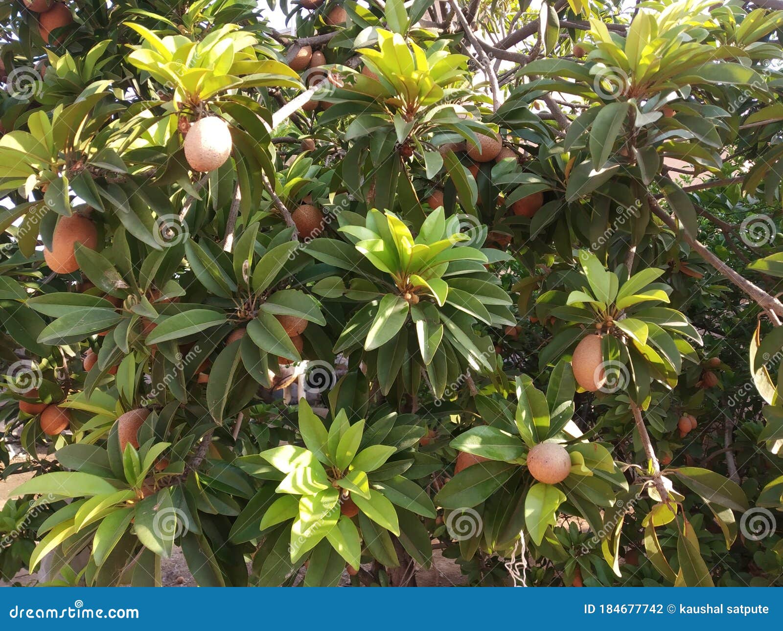 Chicu Fruit at Chiku Tree stock photo. Image of chiku - 184677742