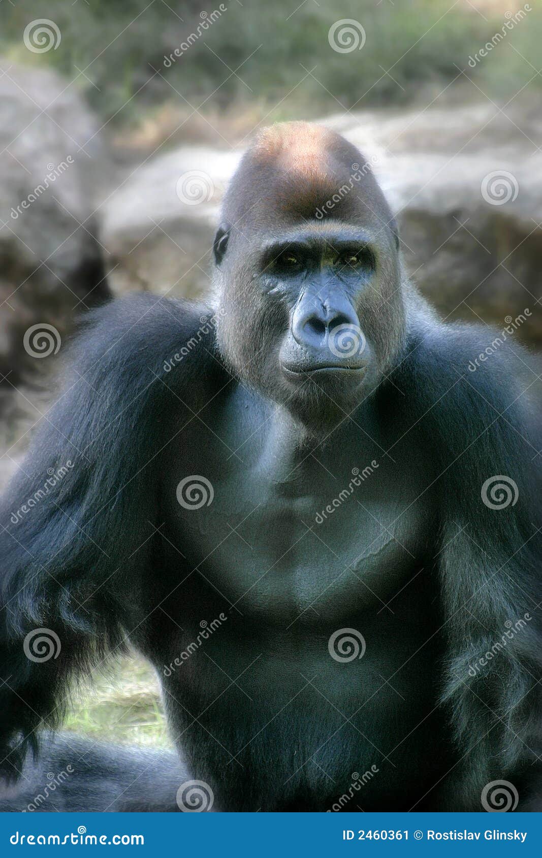 Chief. stock image. Image of east, safari, leader, nature - 2460361