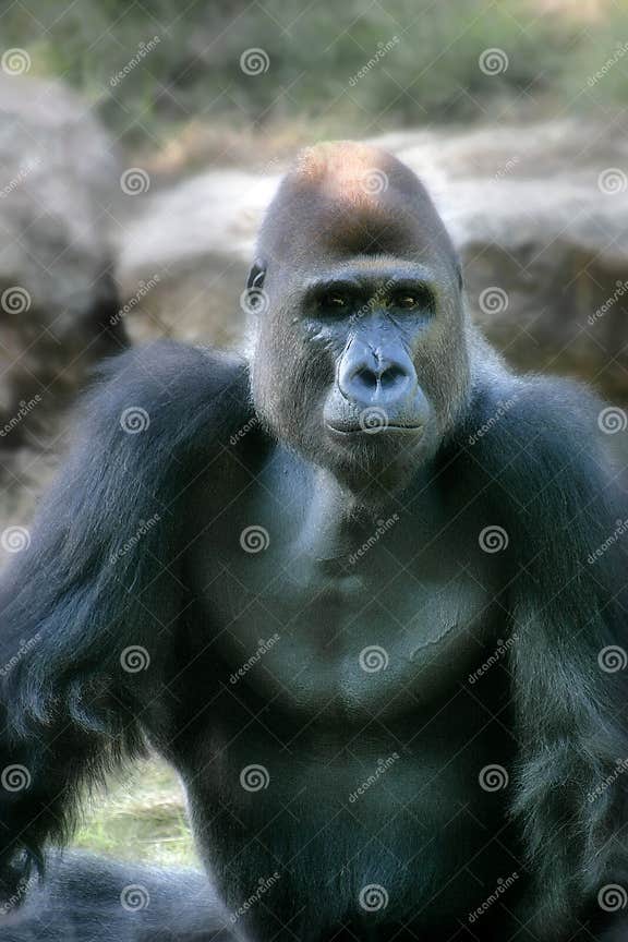 Chief. stock image. Image of east, safari, leader, nature - 2460361