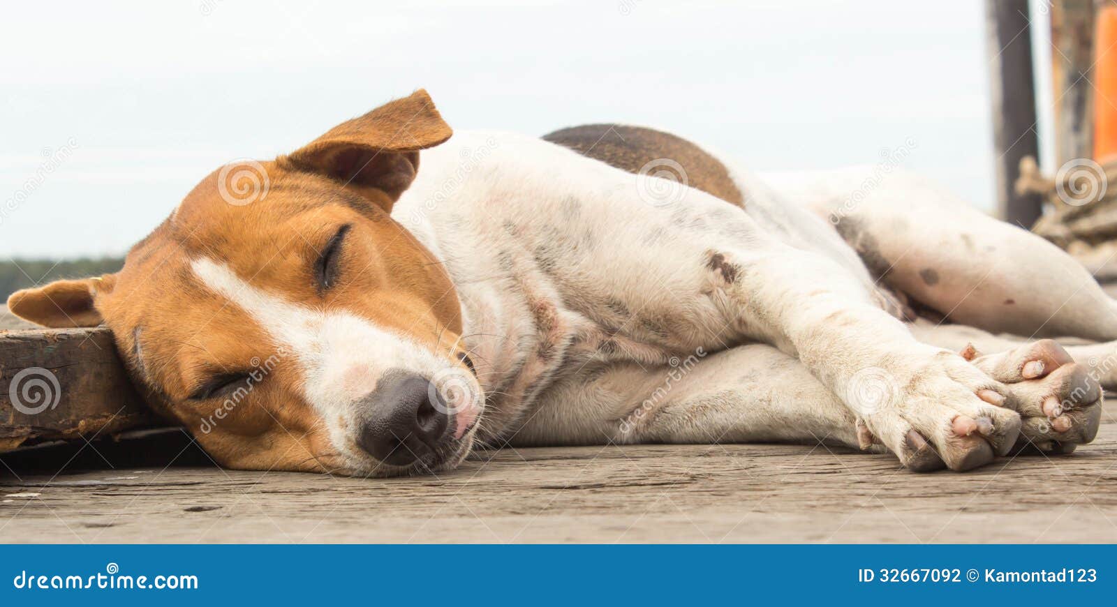 Chien photo stock. Image du paresseux, homme, pedigree - 32667092