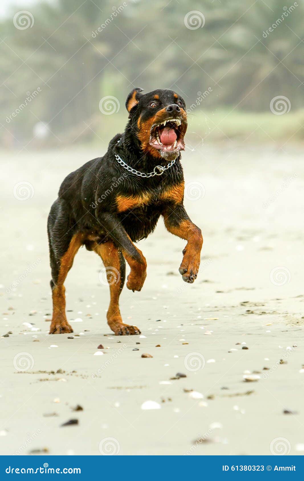 Chien Agressif De Rottweiler Image stock - Image du instinct, crabot ...