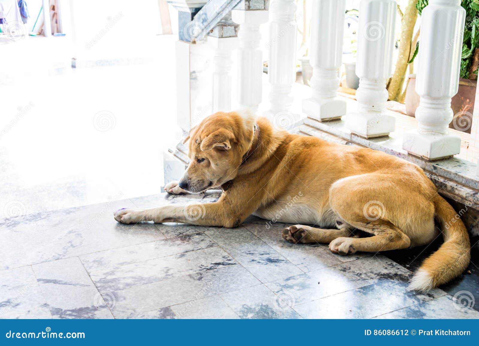 Chien assis photo stock. Image du chiot, repos, adorable - 86086612