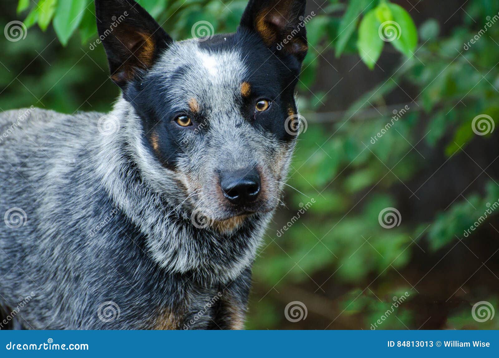 Chien Bleu De Bétail Du Queensland Heeler Image stock - Image du ...