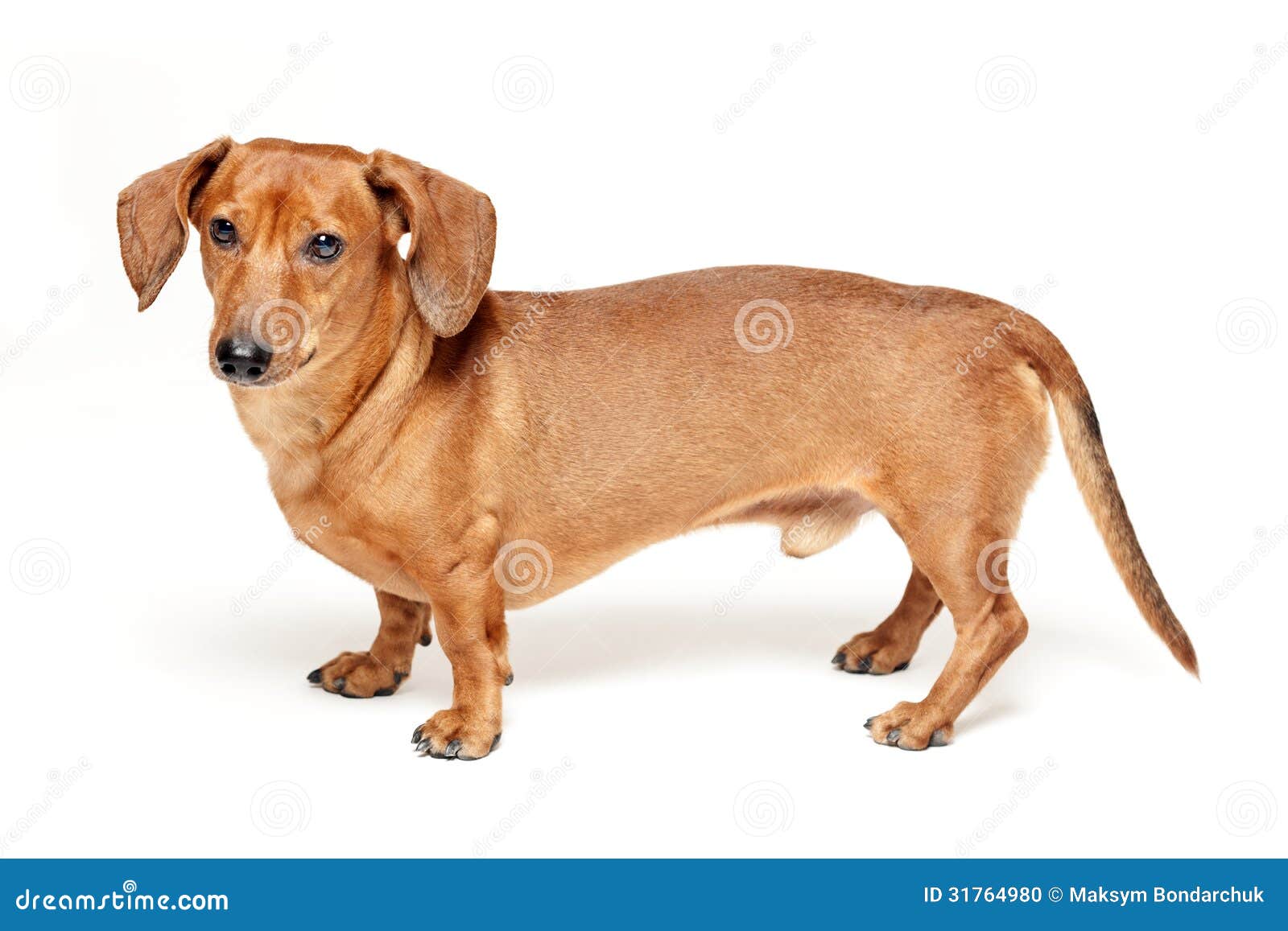 Chien Brun Mignon De Teckel D'isolement Sur Le Blanc Photo stock ...