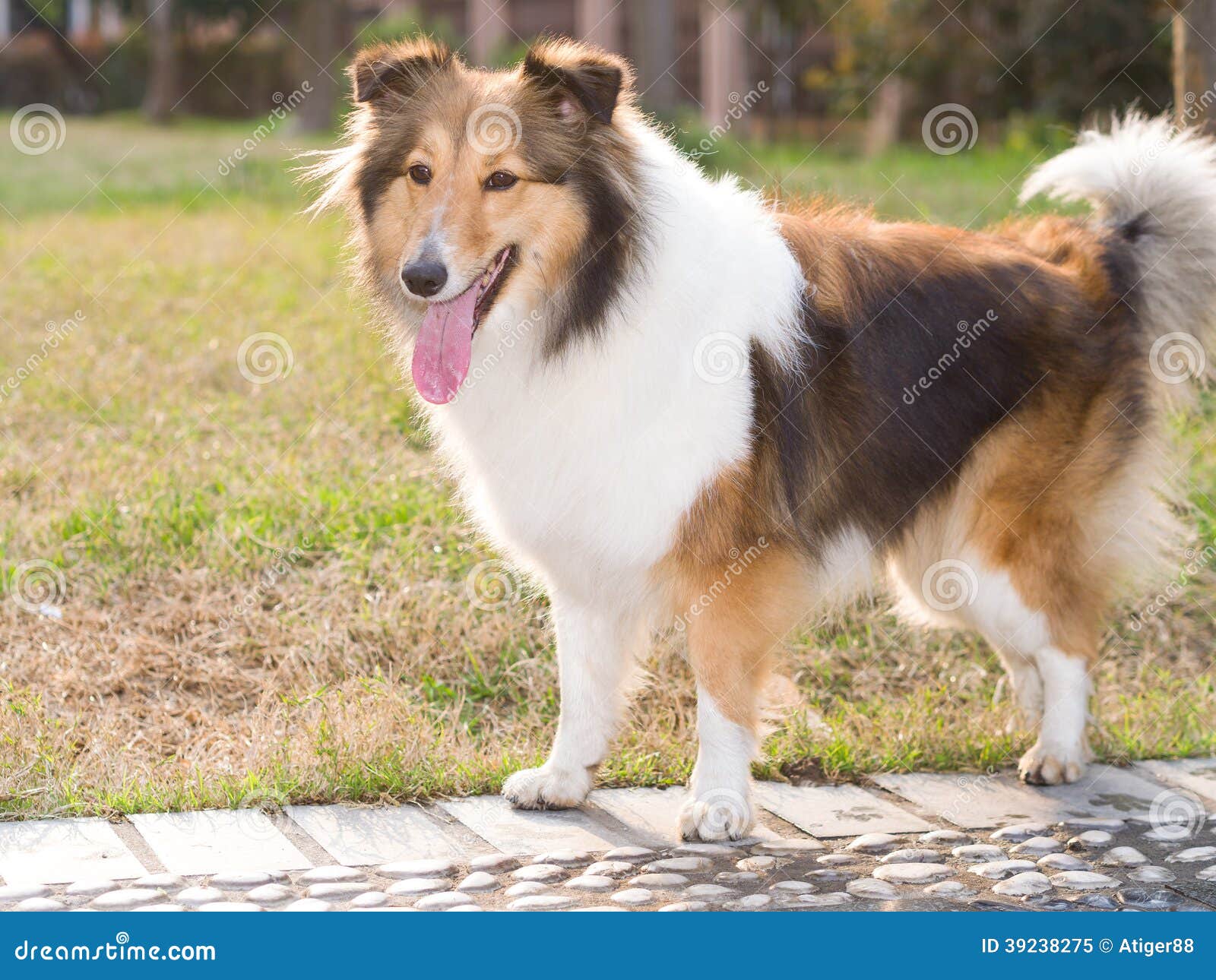 Chien, Chien De Berger De Shetland, Colley Image stock - Image du ...