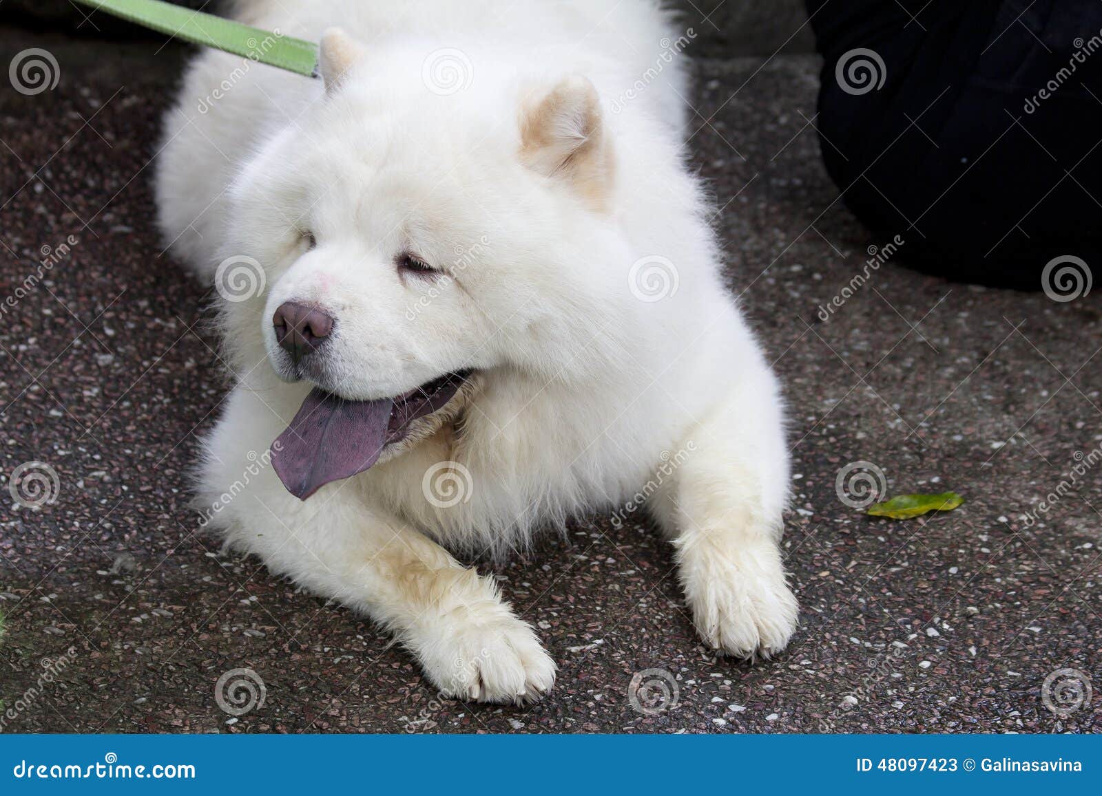 Chien Chow Chow blanc image stock. Image du profondément - 48097423