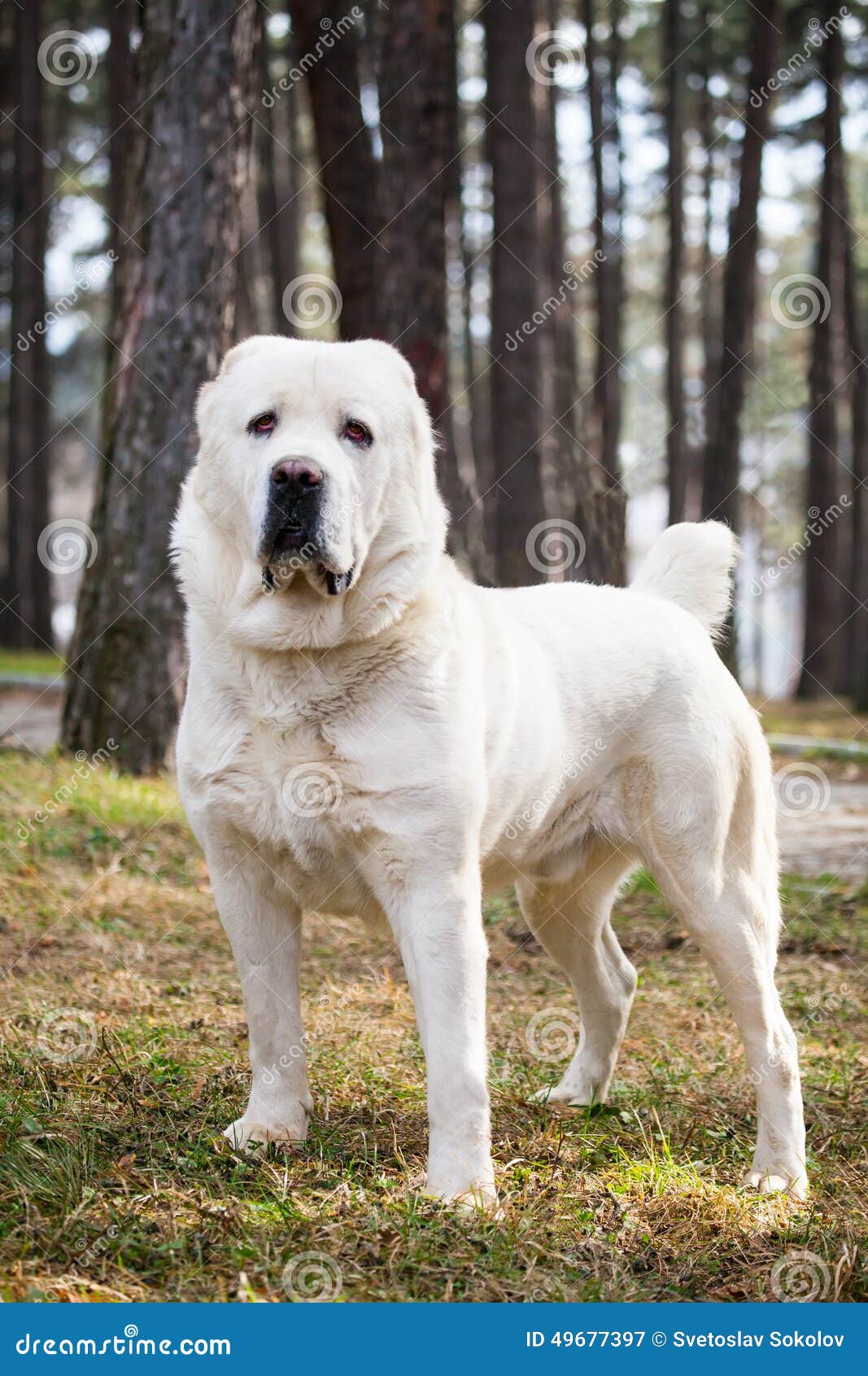 Chien d'Alabai image stock. Image du briquet, vert, verticale - 49677397