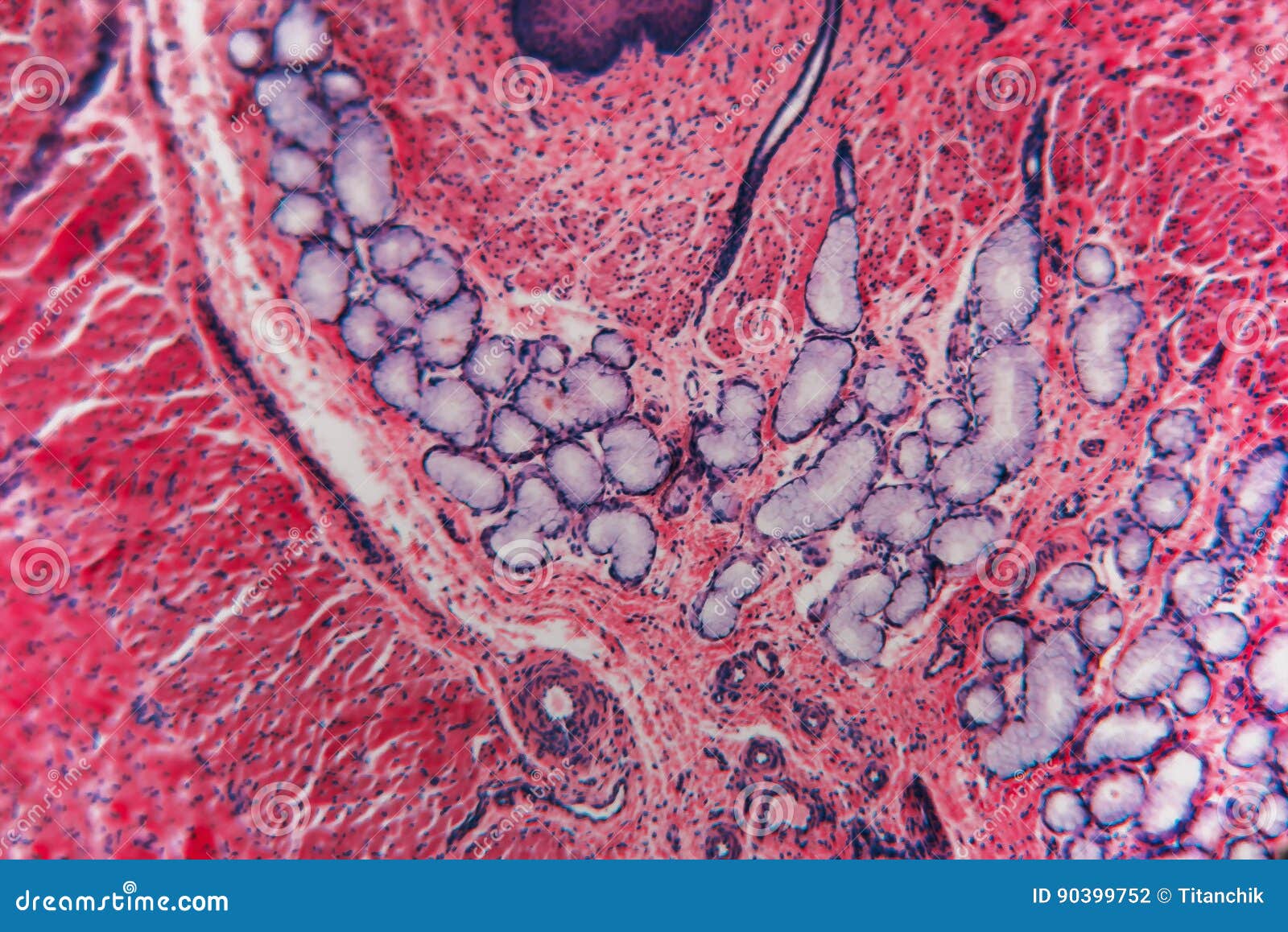 Chien D'oesophage De Cellules De Microbiologie Photo stock - Image du ...