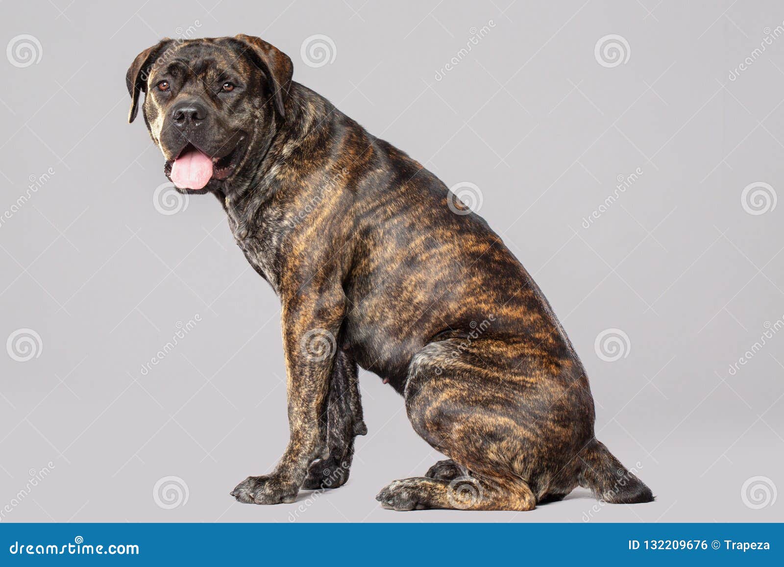 Chien De Boerboel D'isolement Sur Grey Background Photo stock - Image ...