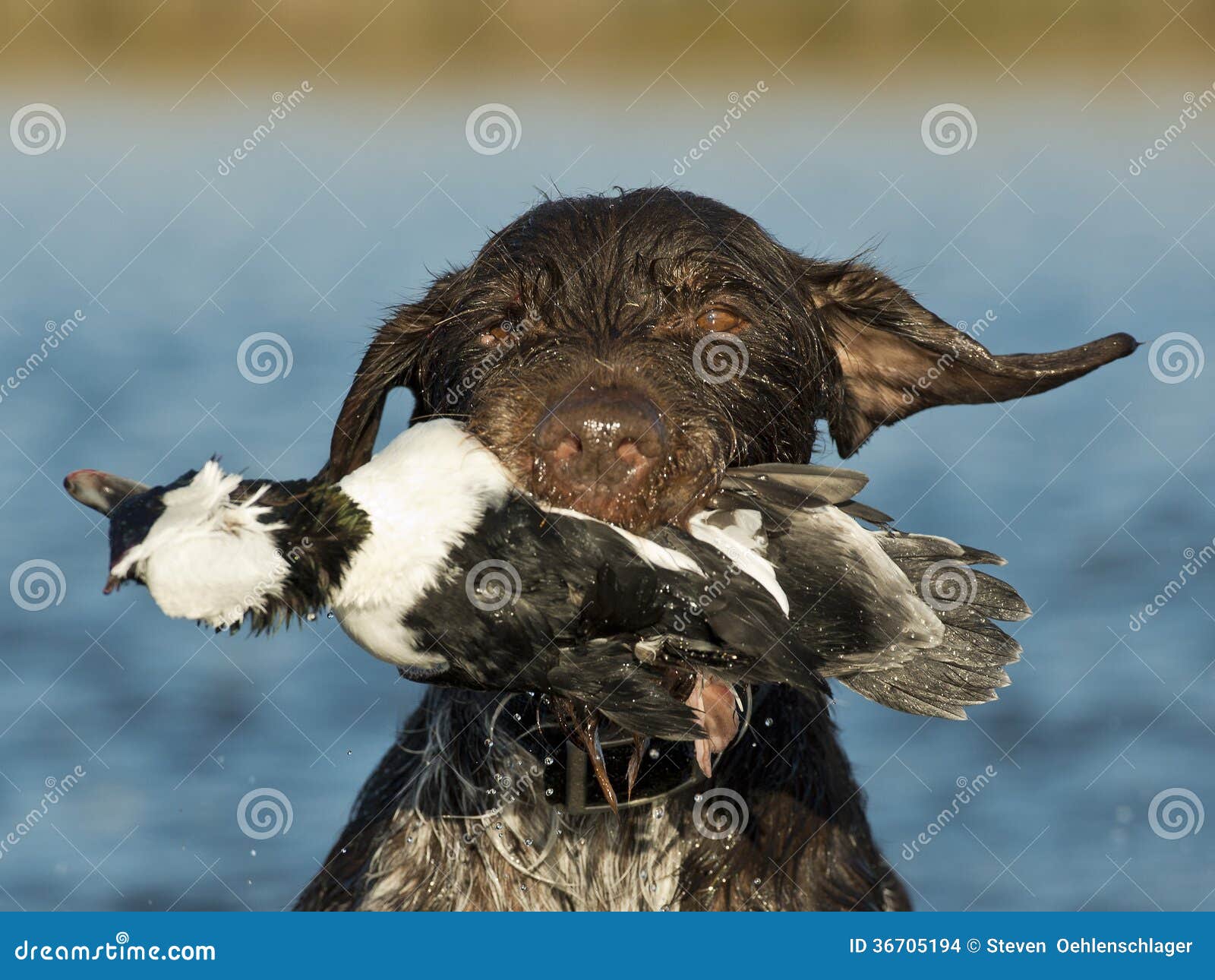 Chien De Chasse Avec Un Canard Photo stock - Image du marécage ...