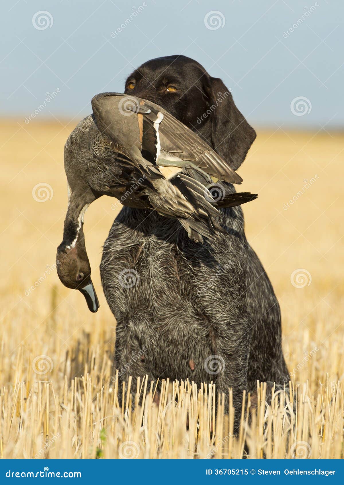 Chien De Chasse Avec Un Canard Image stock - Image du oiseau, canon ...