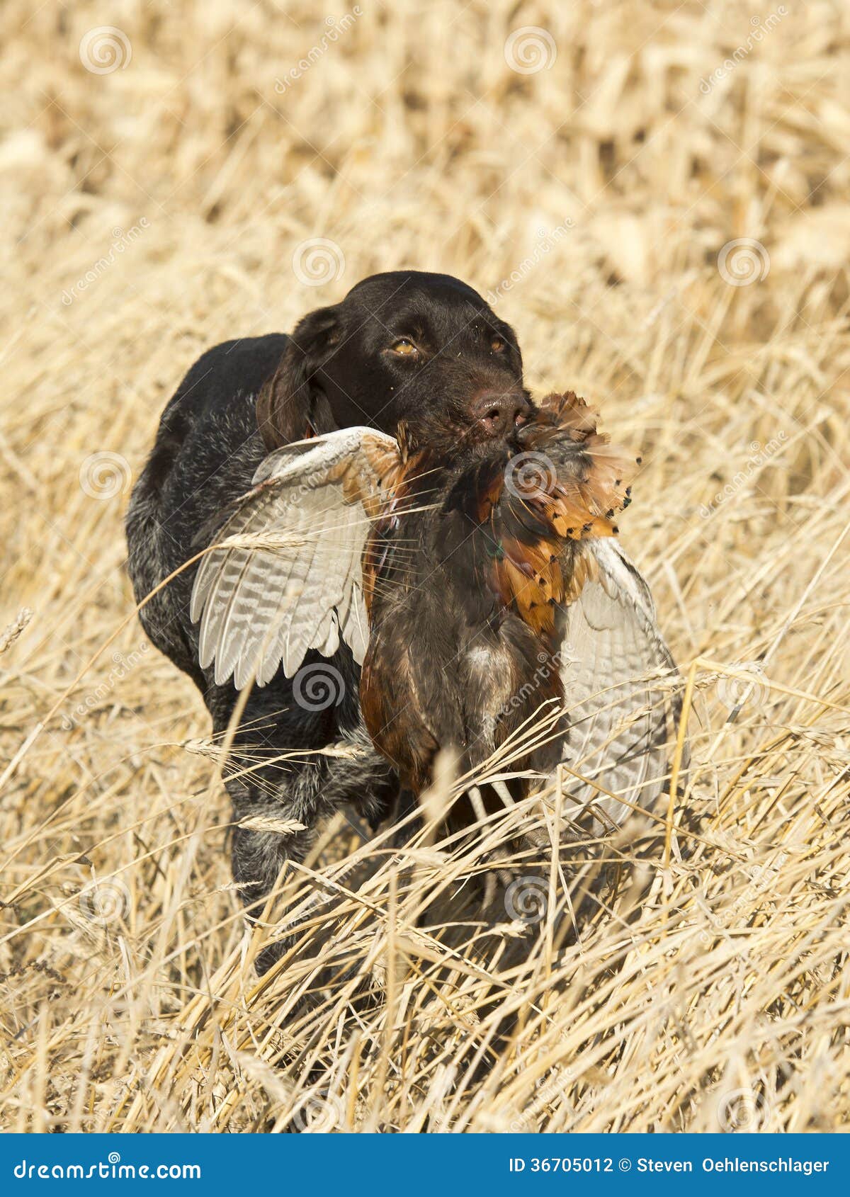 Chien De Chasse Avec Un Faisan Photo stock - Image du chasse, séance ...