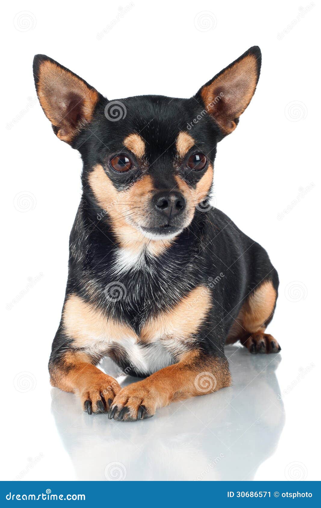 Chien De Chiwawa Se Couchant Image stock - Image du canin, tête: 30686571
