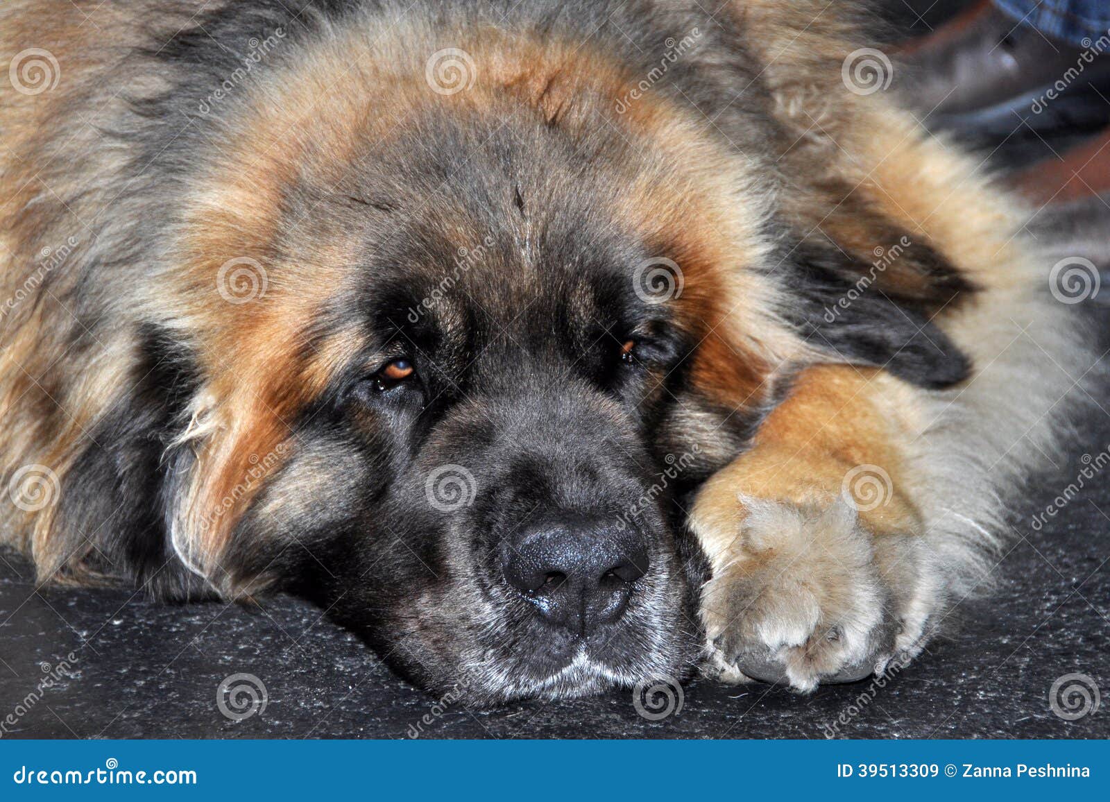 Chien de Leonberg image stock. Image du mammifère, beauté - 39513309