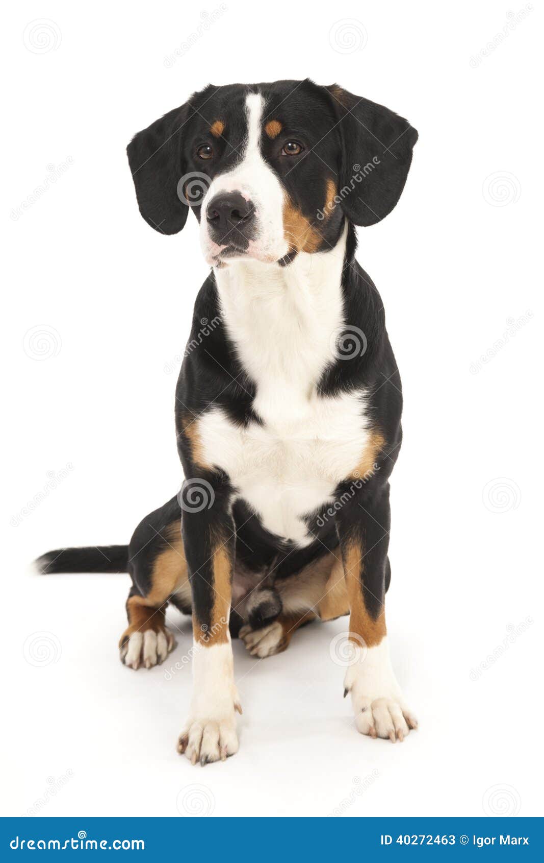 Chien De Montagne D'Entlebucher Image stock - Image du créature, berger ...