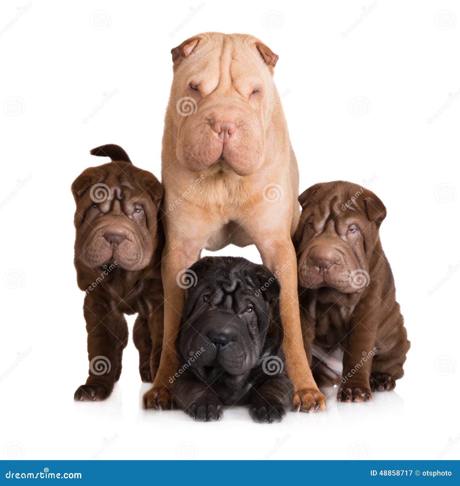 Chien De Pei De Shar Avec Ses Chiots Image stock - Image du animal ...