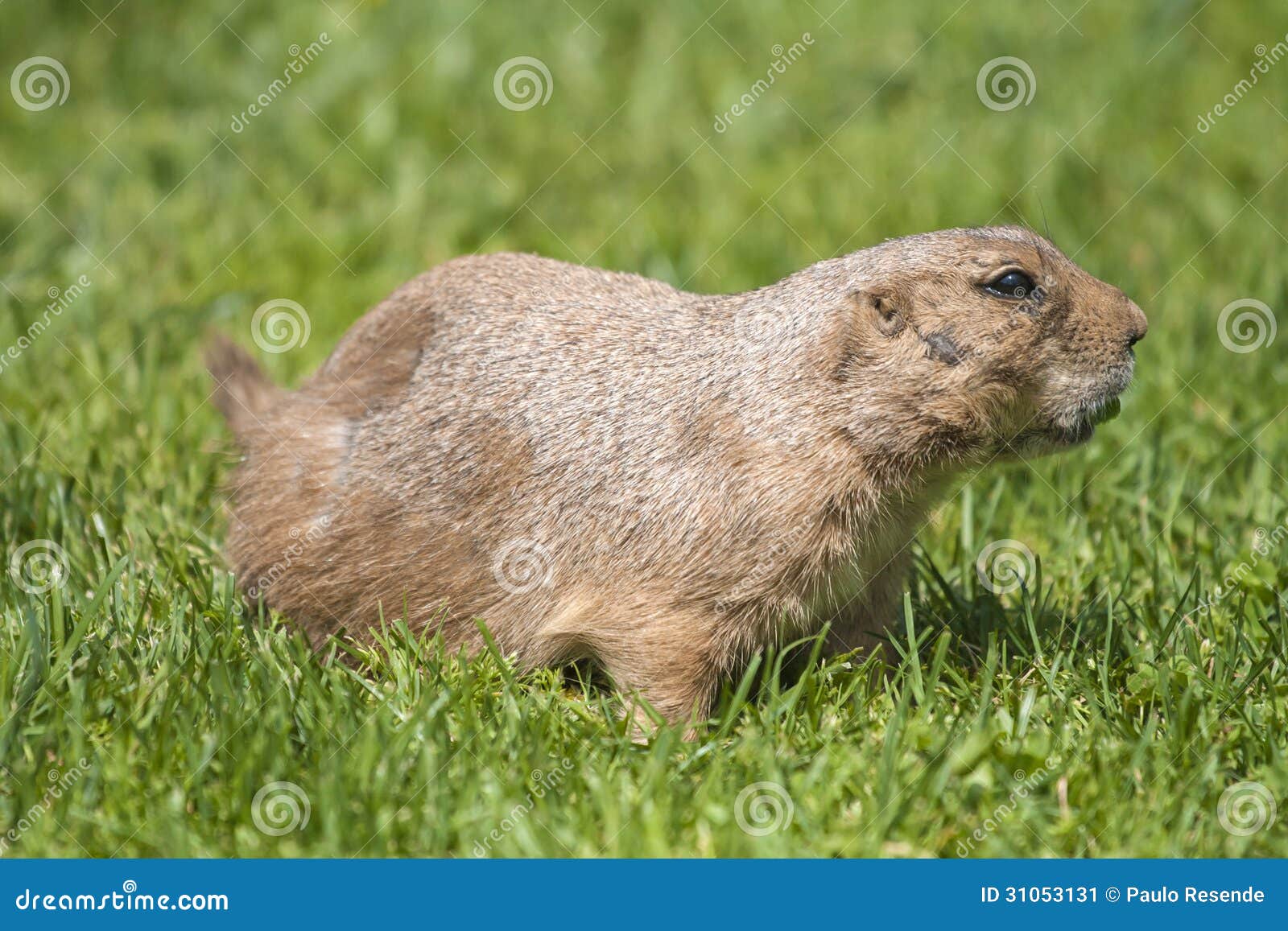 Chien de prairie image stock. Image du écureuil, animaux - 31053131