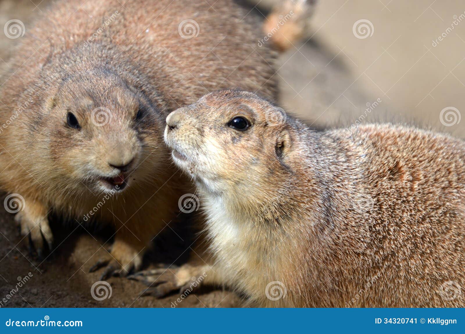 Chien de prairie image stock. Image du intimidation, mignon - 34320741