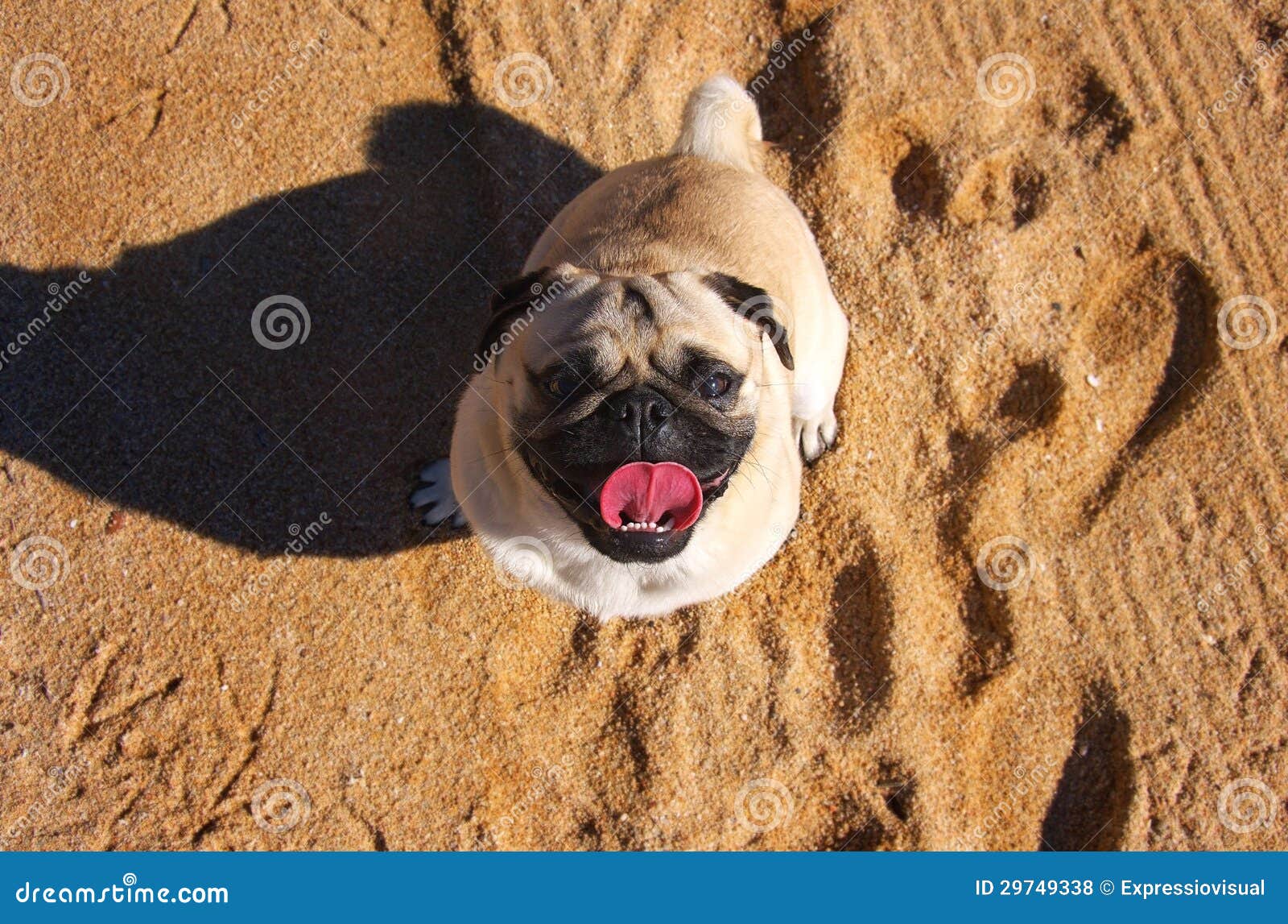 Chien de roquet photo stock. Image du nature, sable, ressource - 29749338