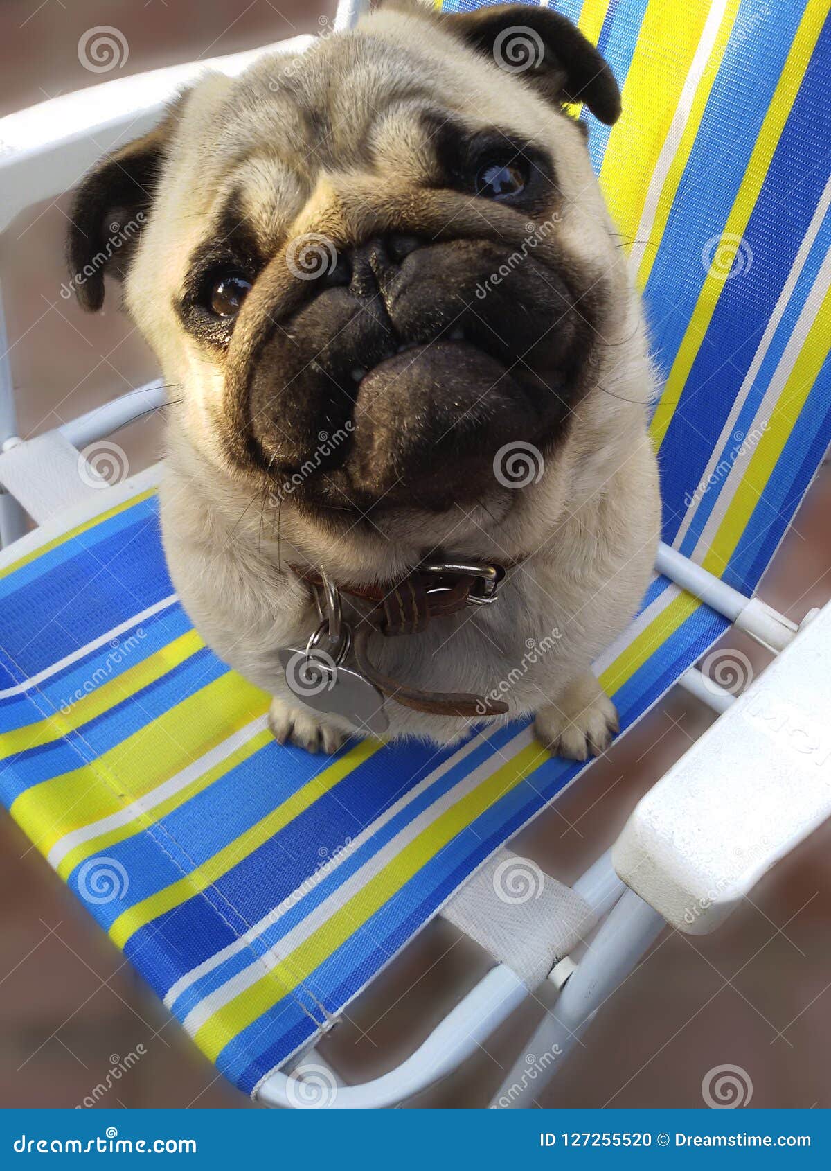 Chien De Roquet Semblant Confus Photo stock - Image du salon, animal ...