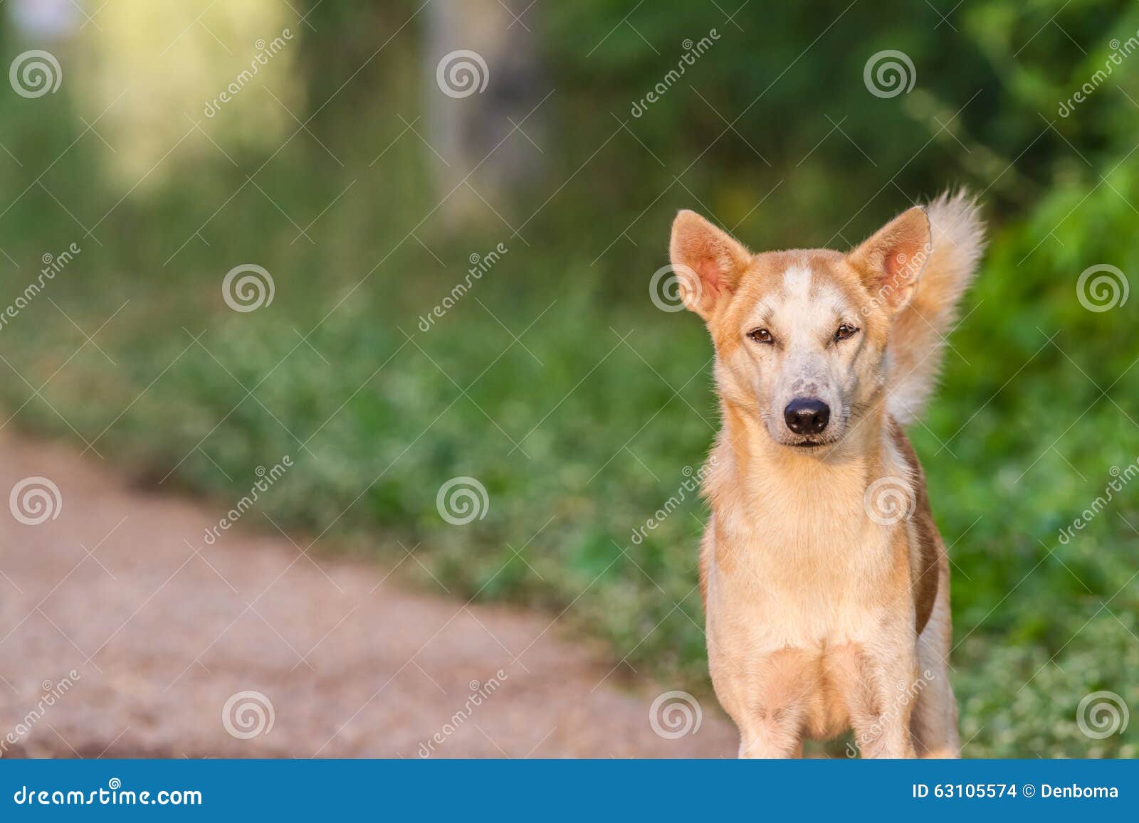 Chien de rue photo stock. Image du nature, visage, personne - 63105574