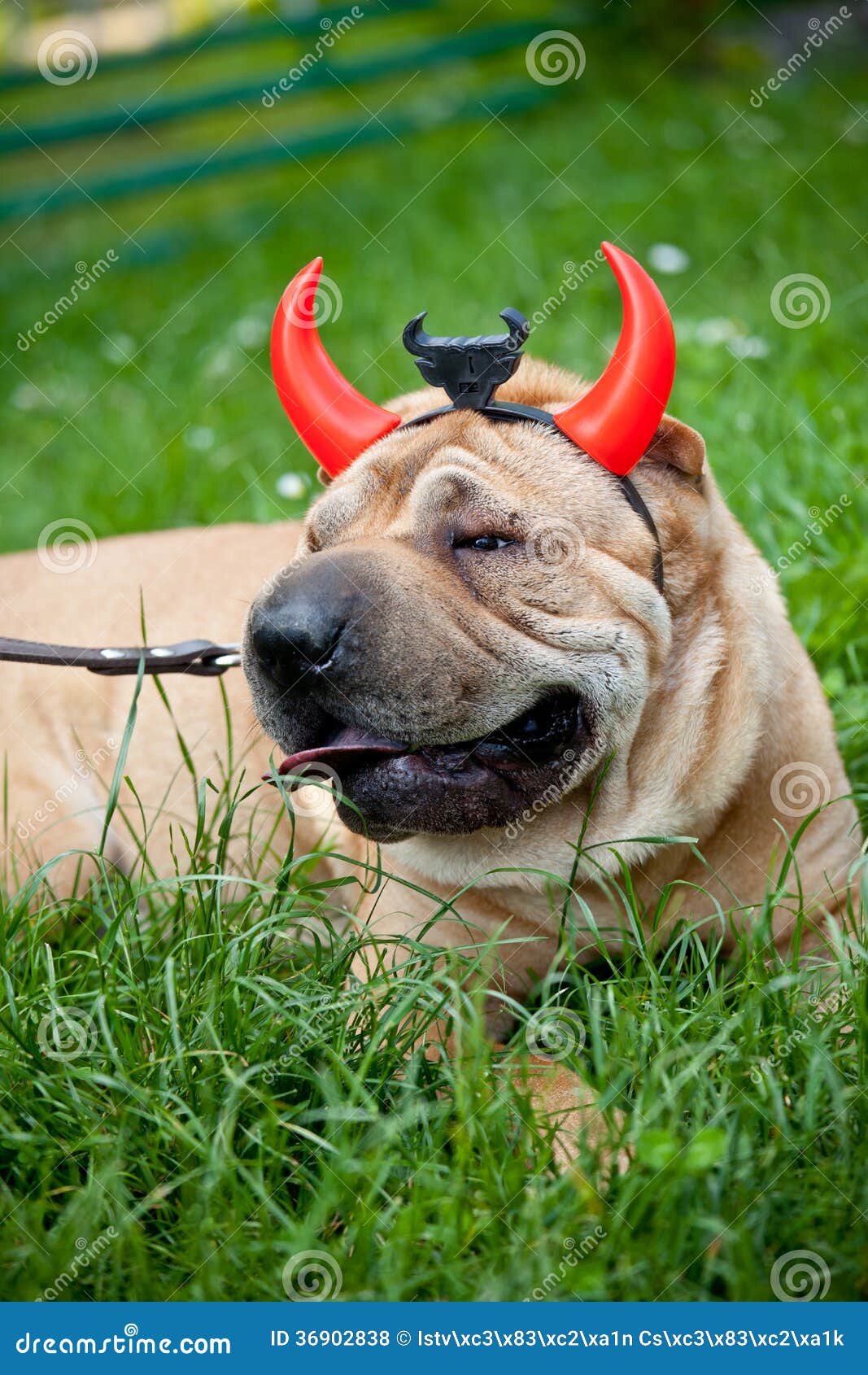 Chien De Sharpei Comme Diable Photo stock - Image du race, visage: 36902838