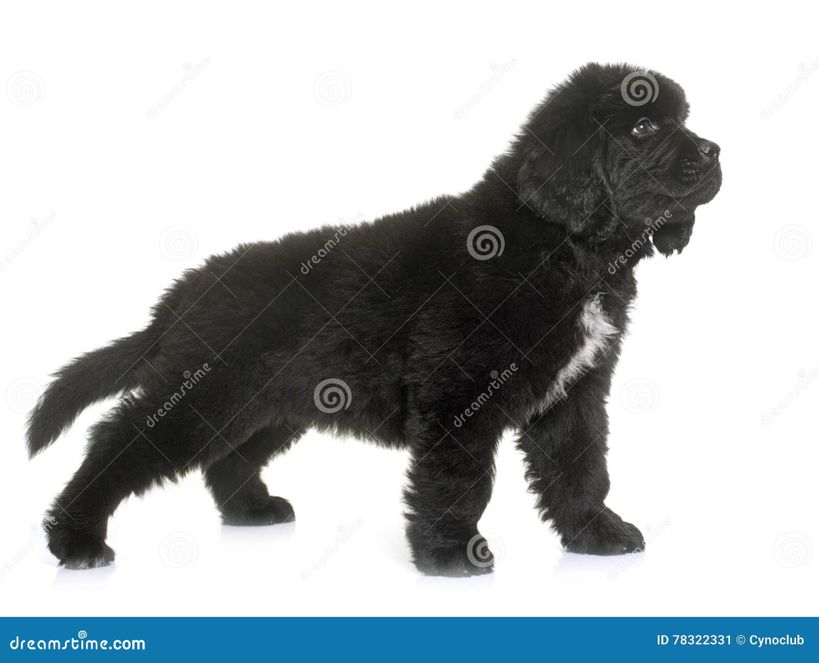 Chien De Terre-Neuve De Chiot Image stock - Image du fond, blanc: 78322331