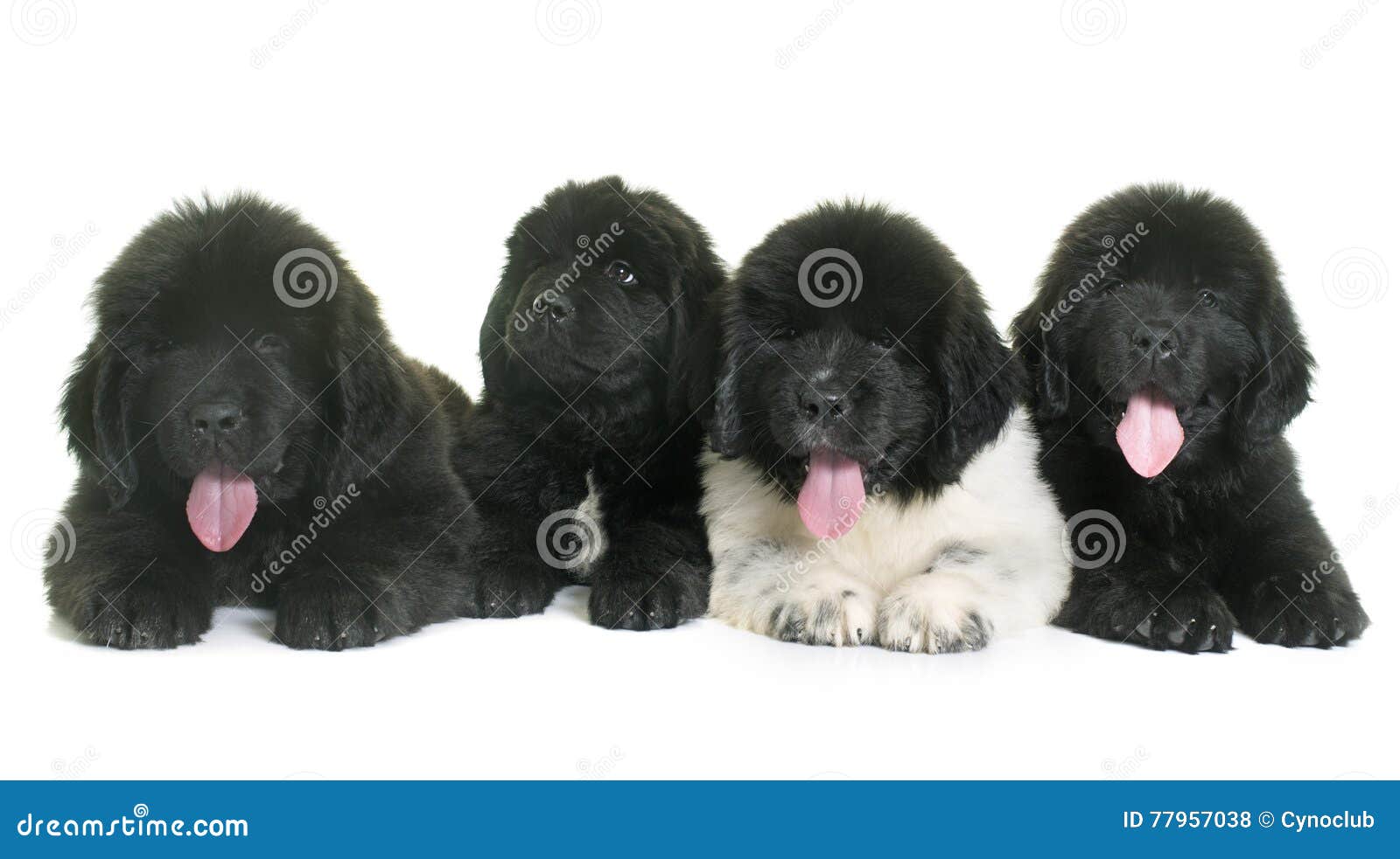 Chien De Terre-Neuve De Chiots Photo stock - Image du studio, fond ...