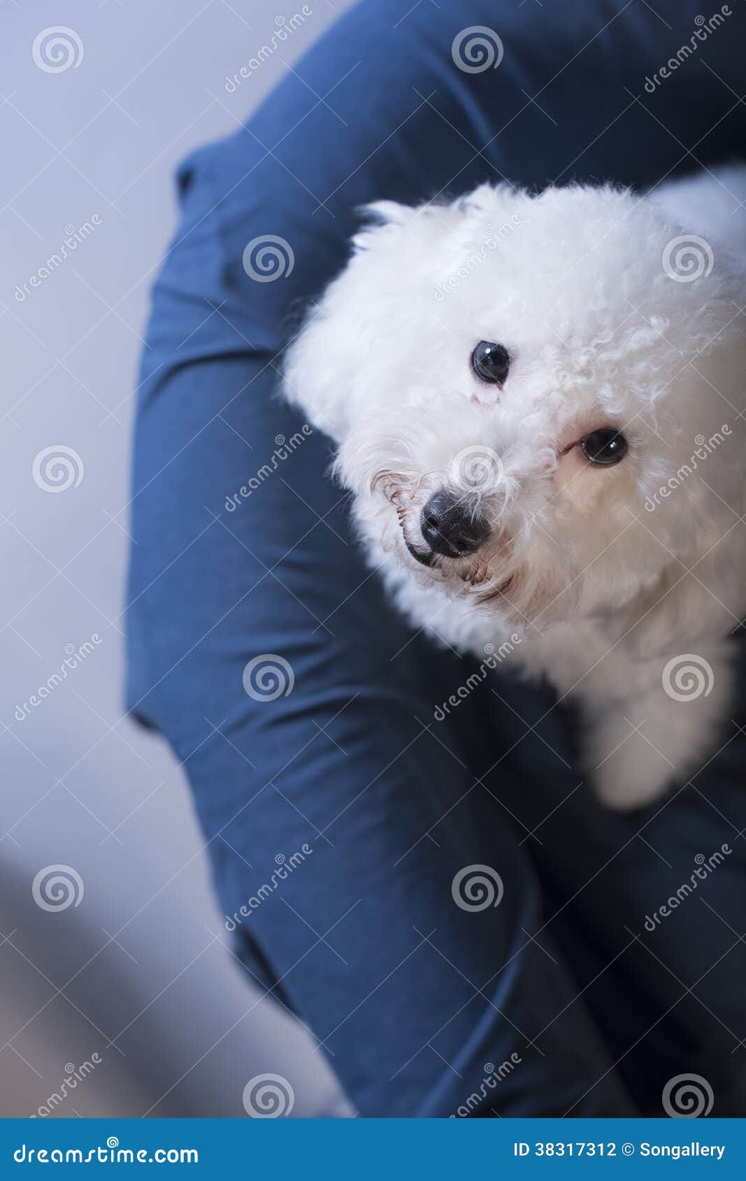 Chien de Toy Poodle photo stock. Image du expression - 38317312