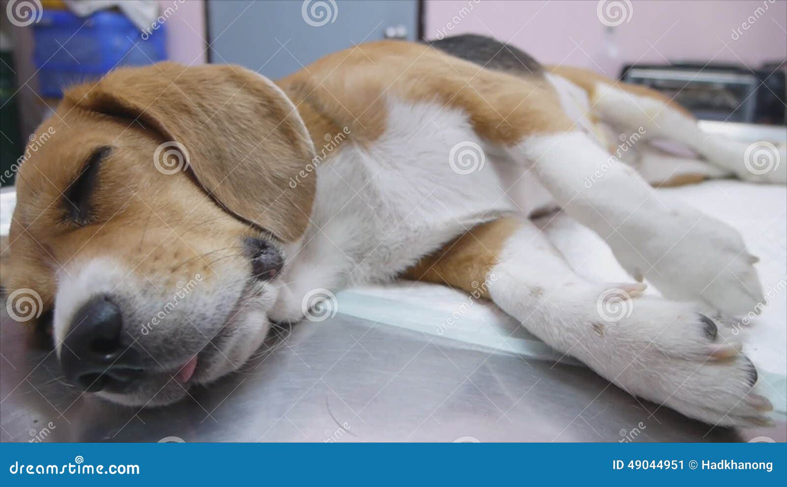 Castration Métrage – 92 Castration Clips Vidéo - Dreamstime