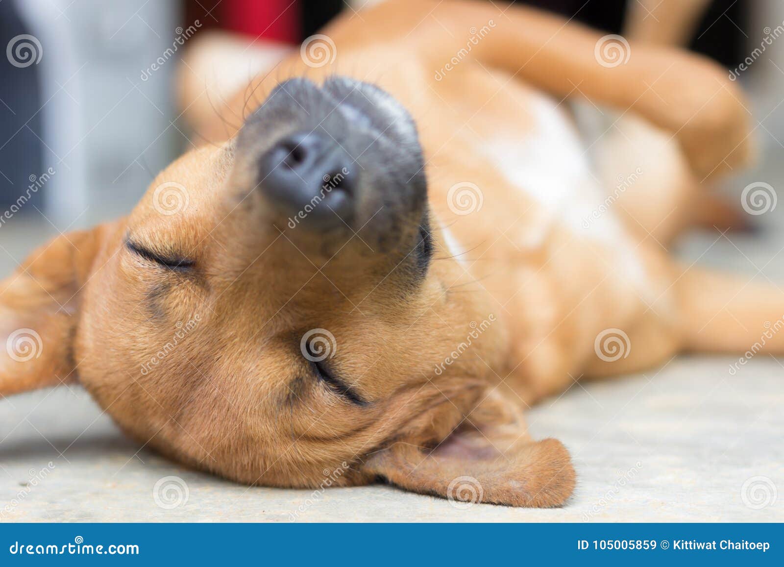 Chien endormi joli image stock. Image du confortable - 105005859