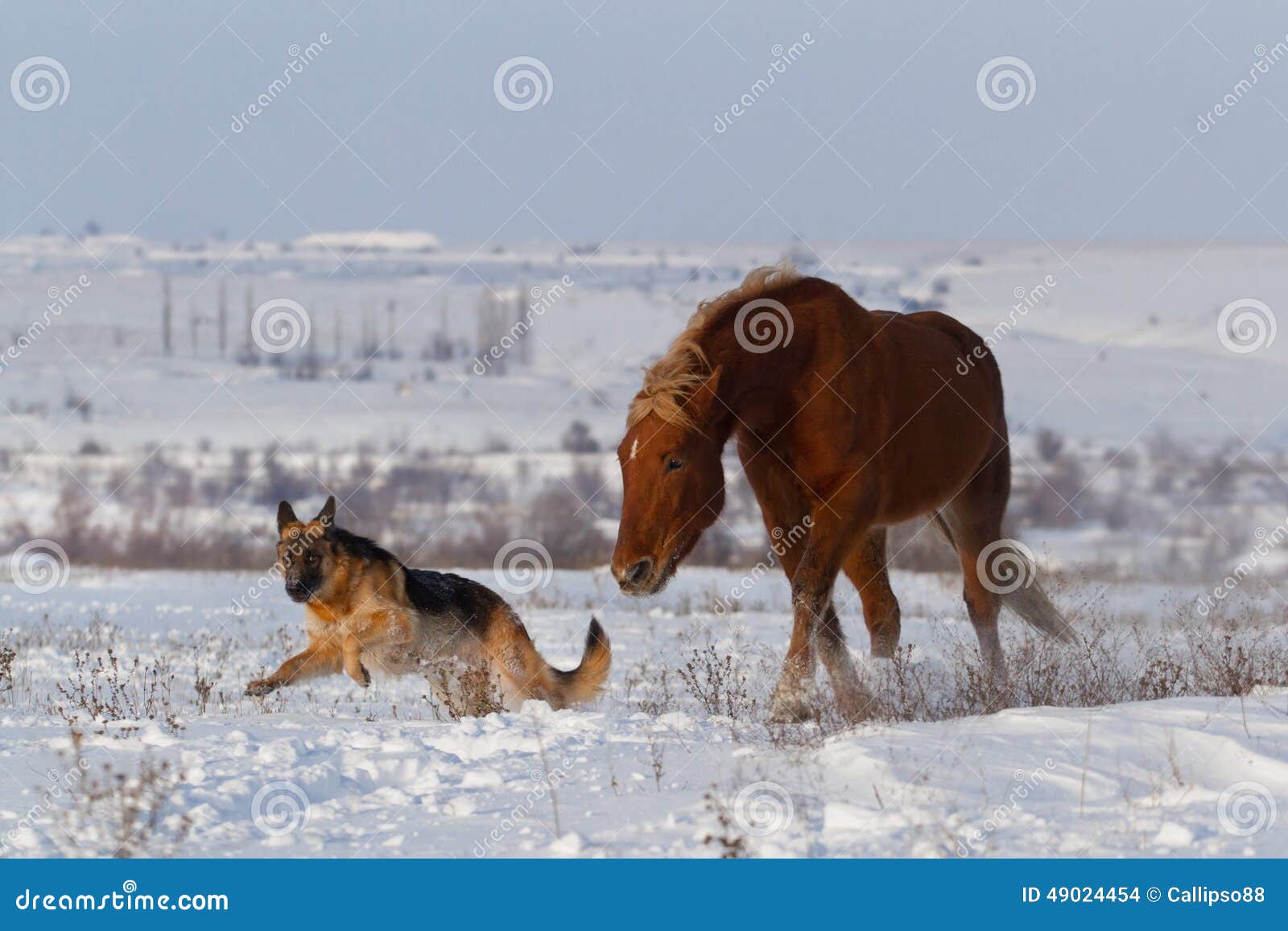 Chien Et Cheval Courus Ensemble Dans La Neige Photo stock - Image du ...