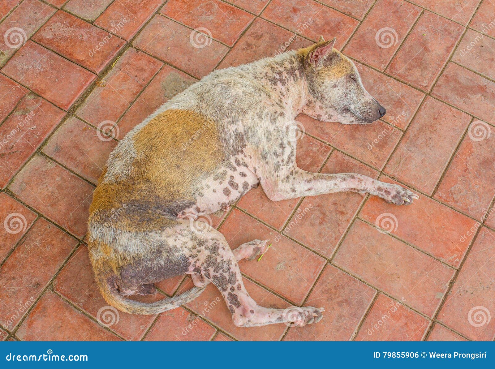 Chien Galeux Se Trouvant Sur Le Plancher Photo stock - Image du étage ...