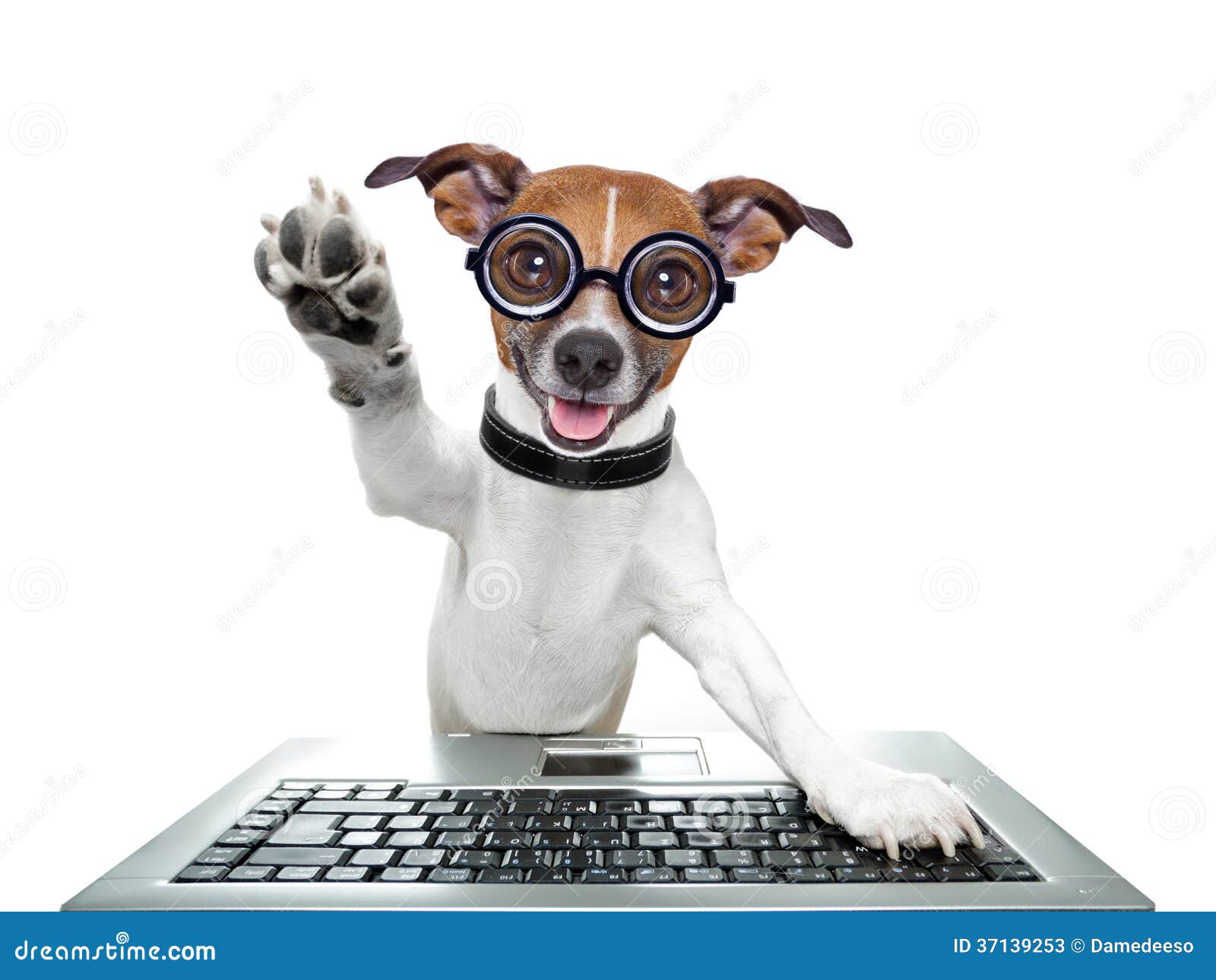 Chien idiot d'ordinateur image stock. Image du drôle - 37139253