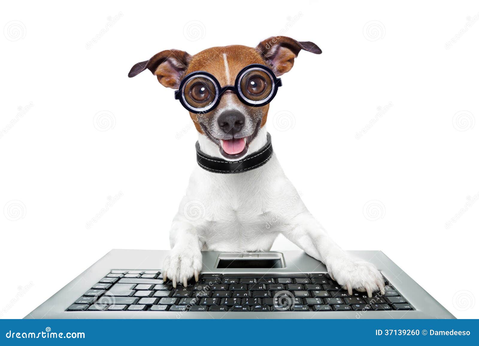 Chien idiot d'ordinateur photo stock. Image du fond, chiot - 37139260