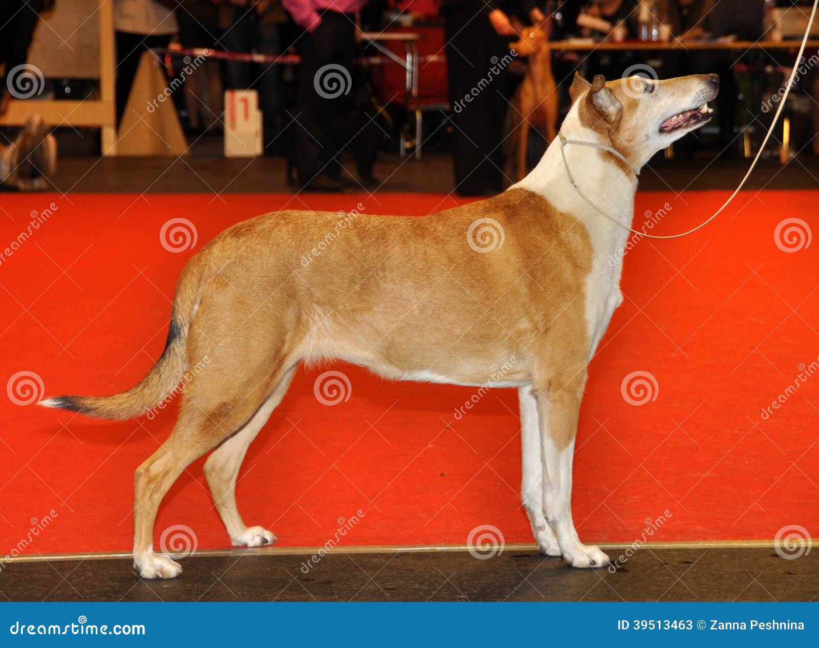 Chien lisse de colley image stock. Image of mignon, pédigrée - 39513463