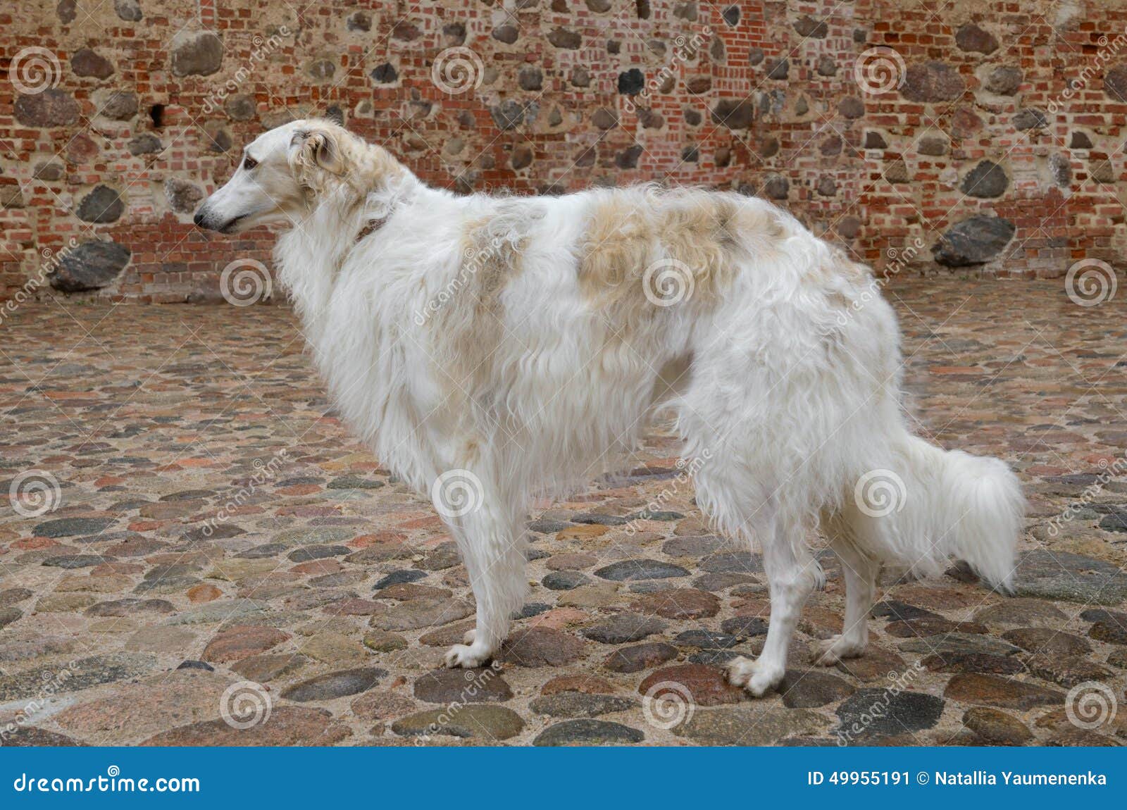 Chien-loup russe debout image stock. Image du mammifère - 49955191