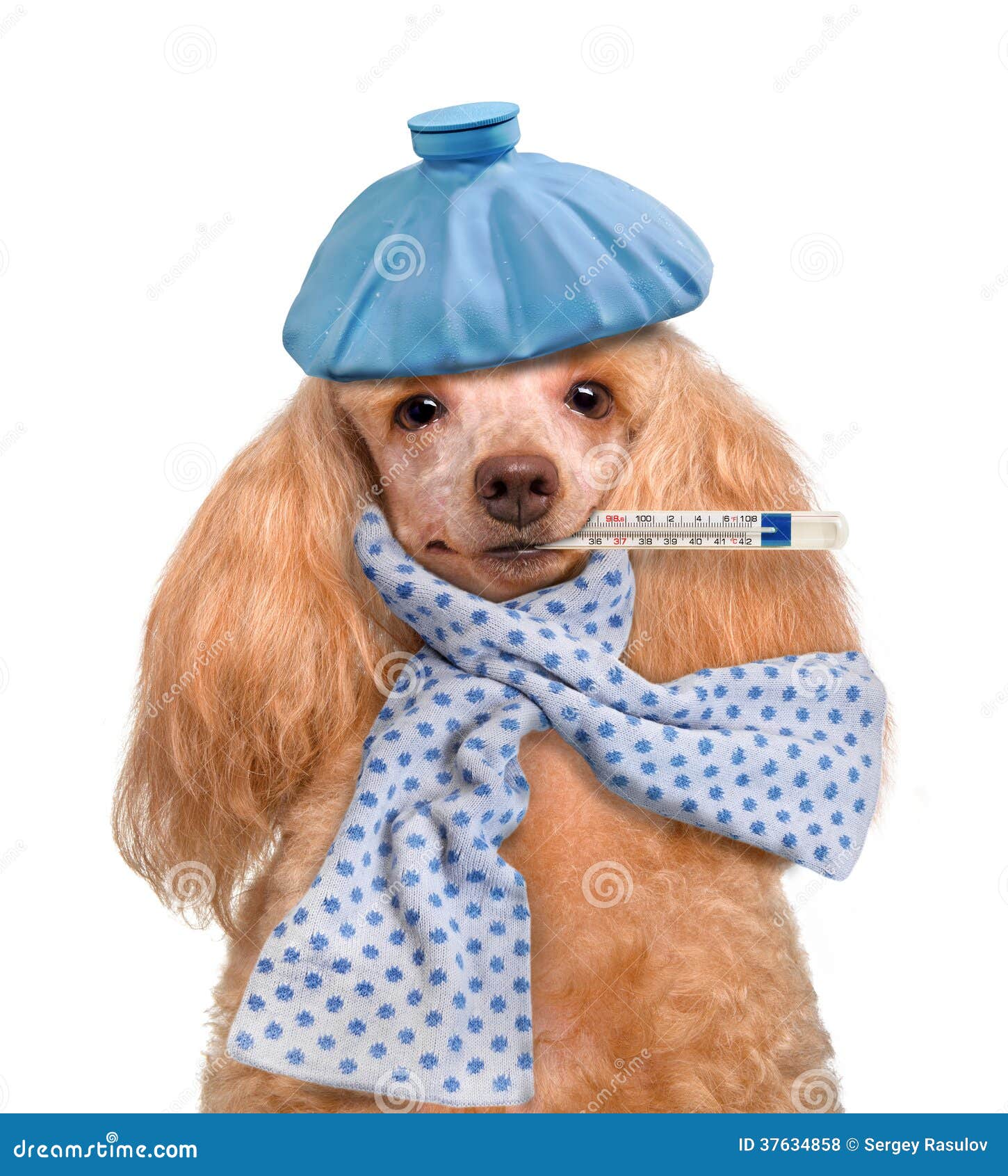 Chien malade photo stock. Image du isolement, guérissez - 37634858