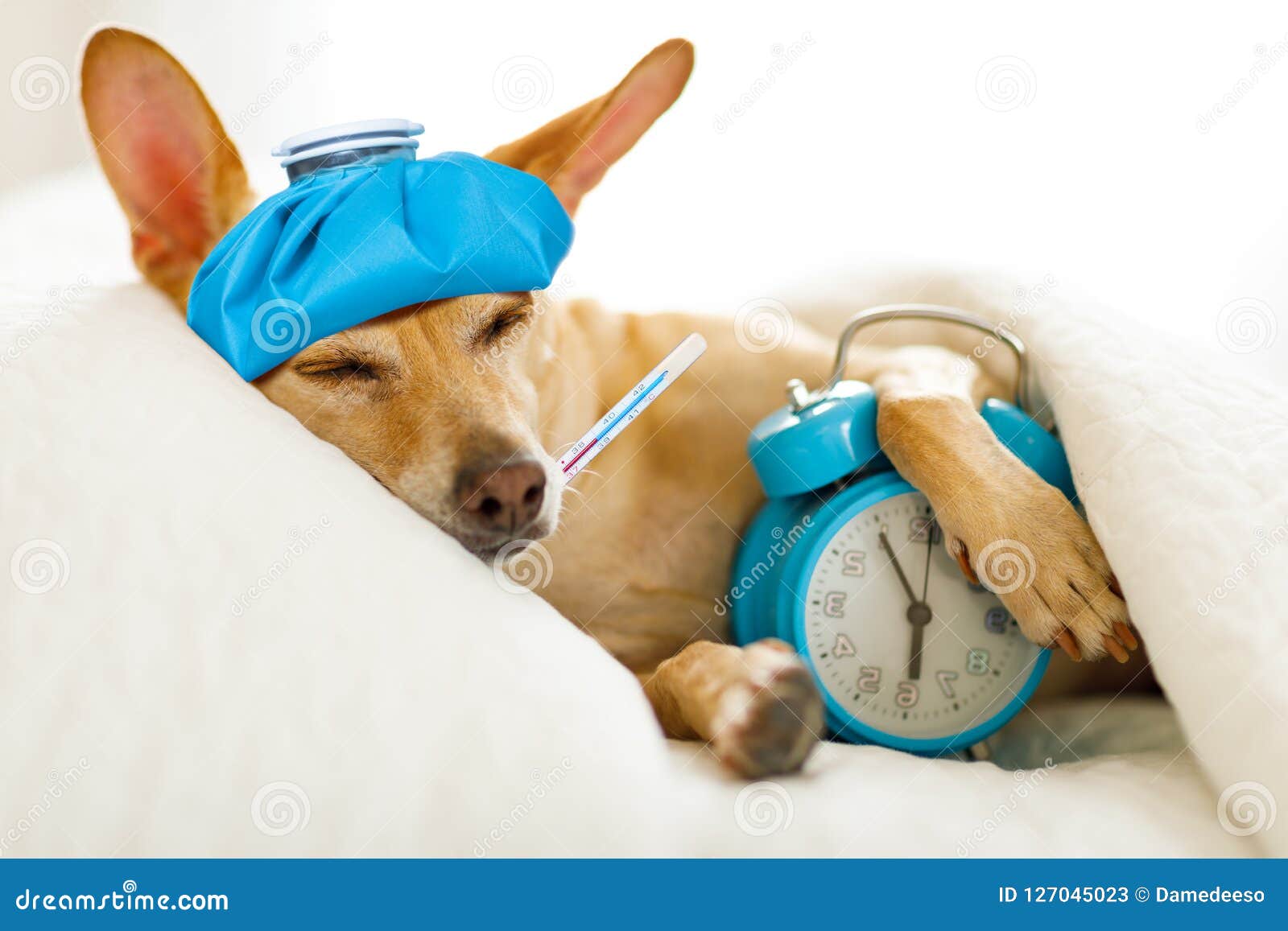 Chien Malade Ou Malade Dans Le Lit Image stock - Image du abord, animal ...