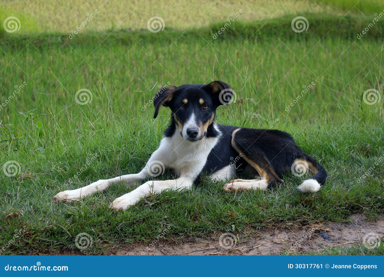 Chien Malgache Noir Et Blanc. Image stock - Image du tranquillité ...