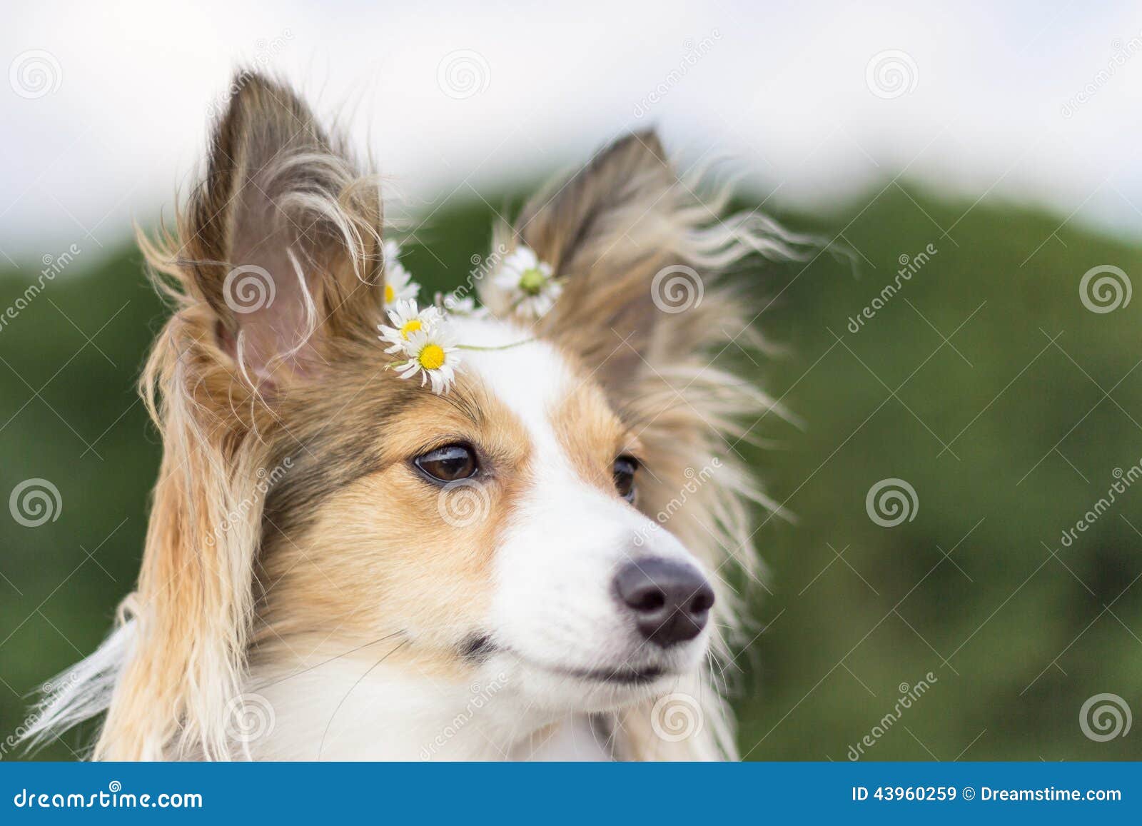 Chien Mignon Avec Des Fleurs Dans Les Cheveux Image stock - Image du ...
