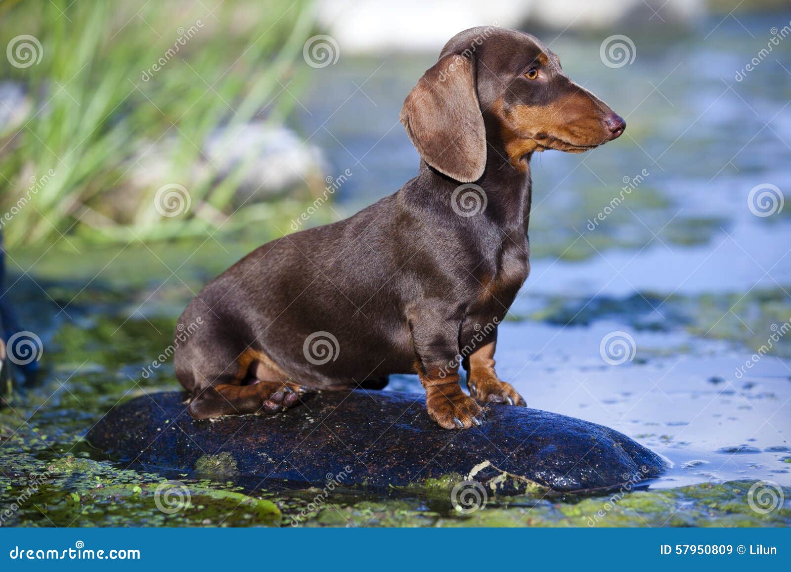 Chien miniature de teckel image stock. Image du regroupement - 57950809